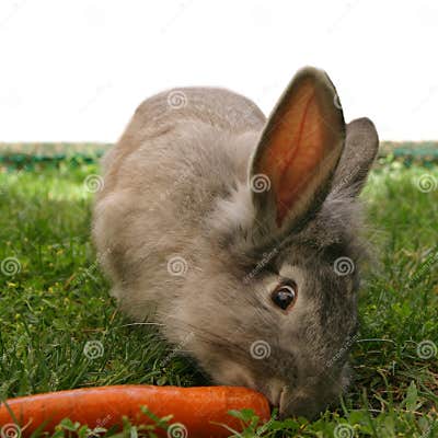 Conejo_5429 stock photo. Image of animals, outdoors, look - 1312482