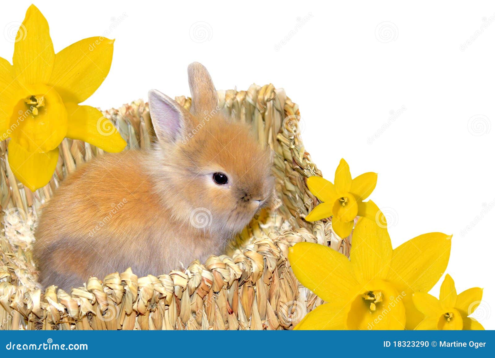 Conejo amarillo foto de archivo. Imagen de suave, standing - 18323290