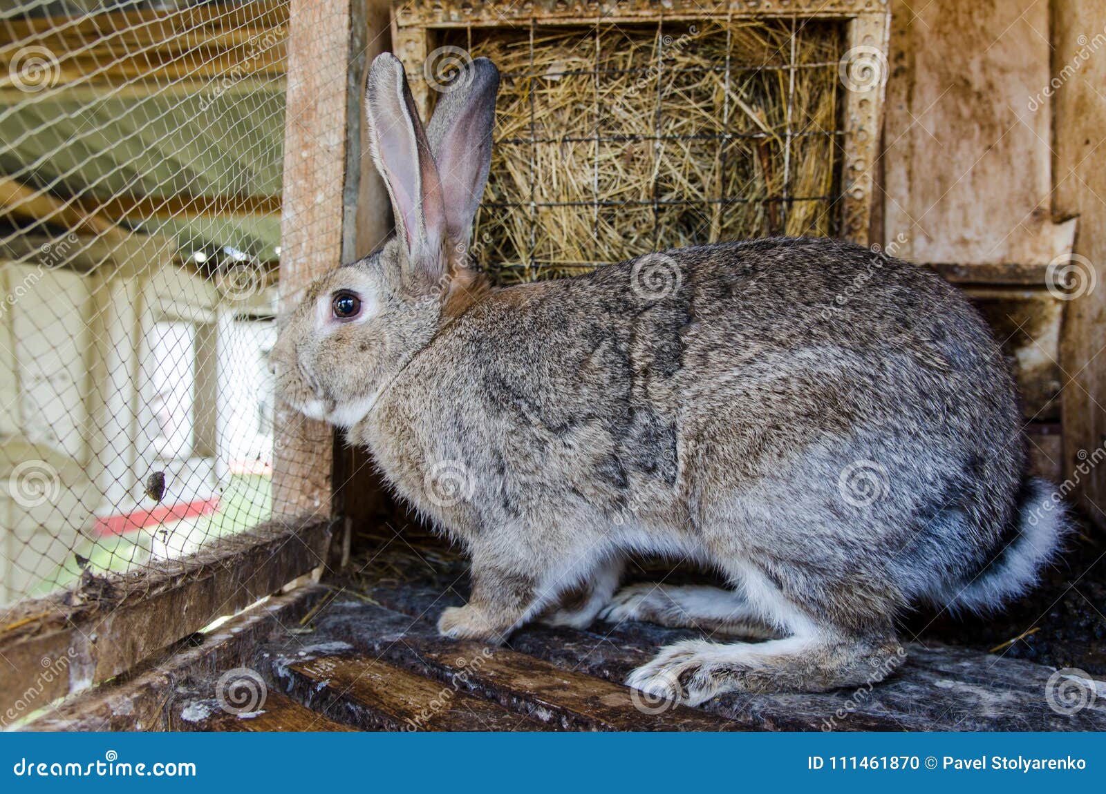 Conejo asustado foto de archivo. Imagen de metal, jaula - 111461870