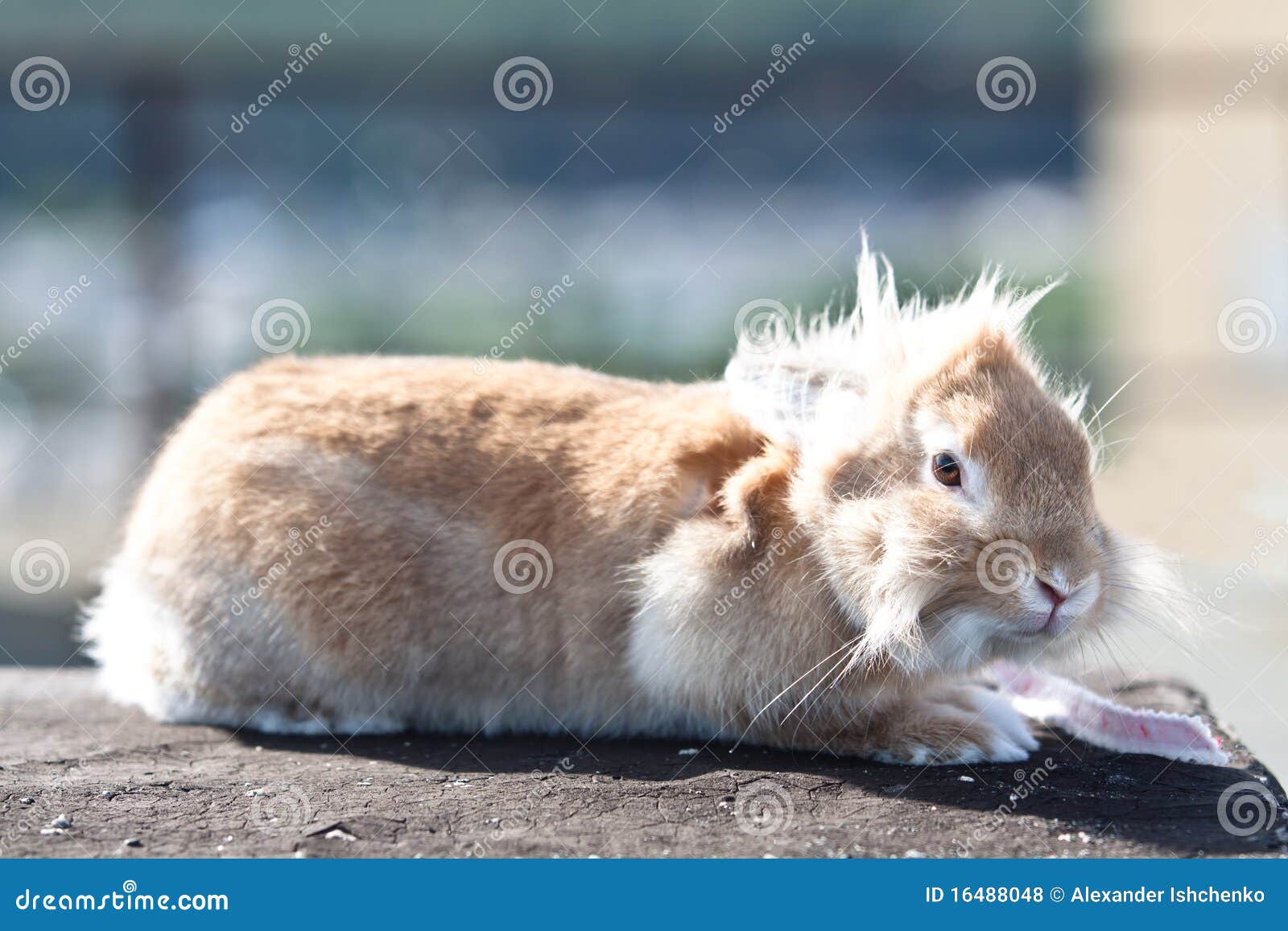 Conejo asustado. foto de archivo. Imagen de peludo, liebres - 16488048