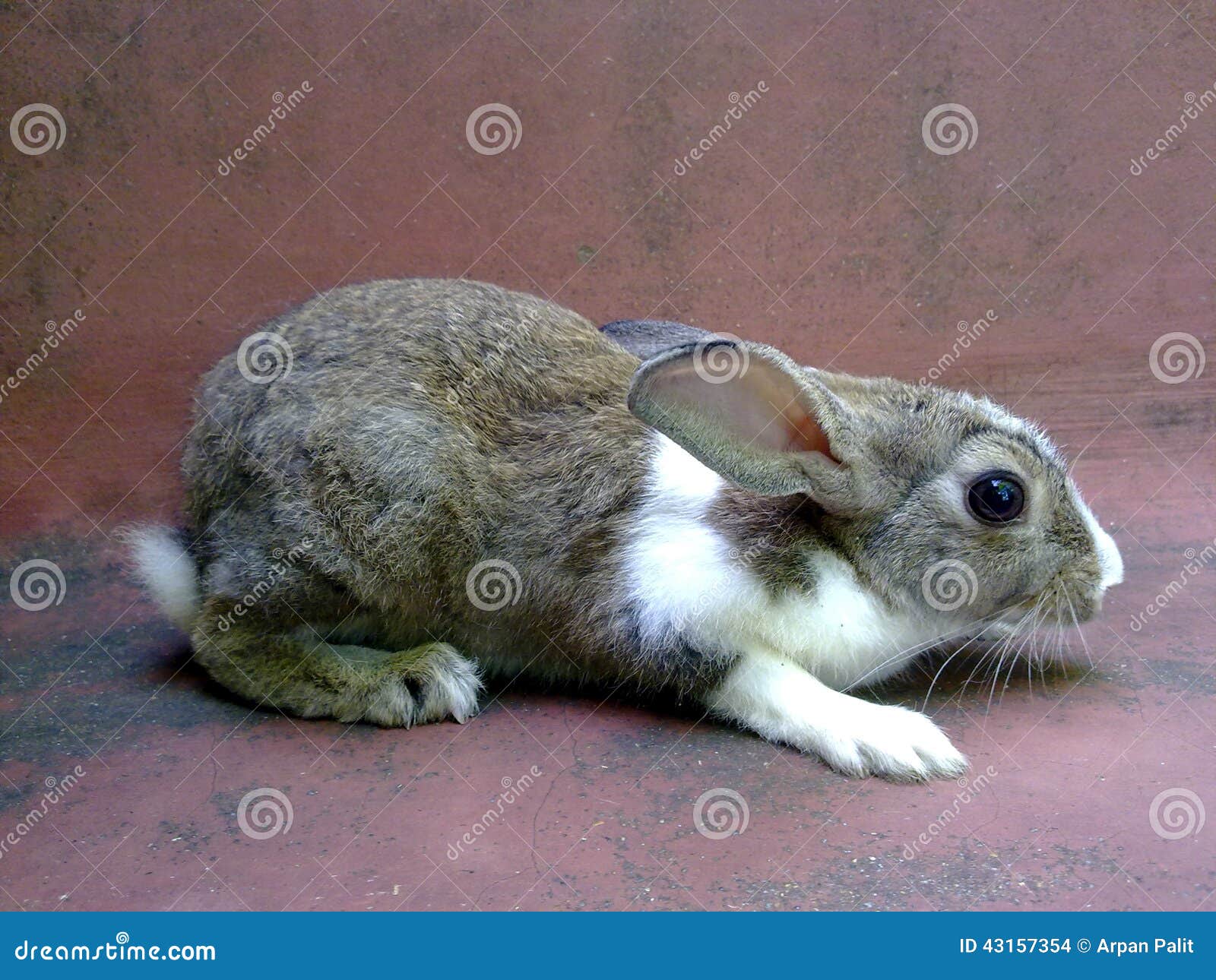 Conejo asustado foto de archivo. Imagen de varios, familia - 43157354