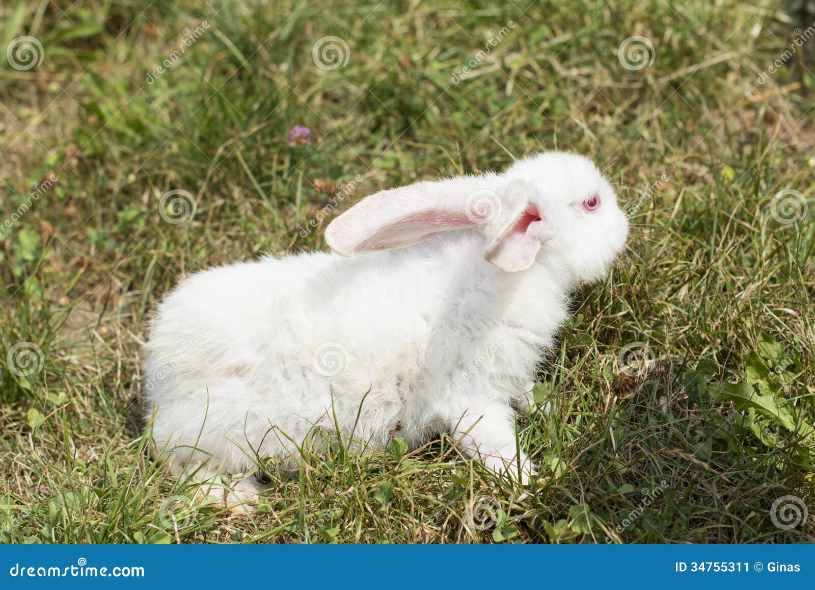 Conejo blanco imagen de archivo. Imagen de fauna, hierba - 34755311