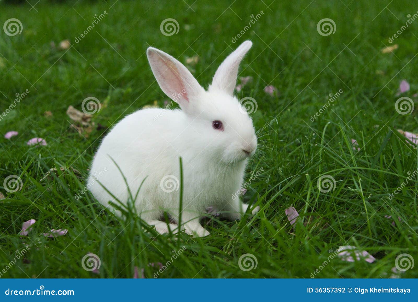 Conejo blanco foto de archivo. Imagen de exterior, lindo - 56357392