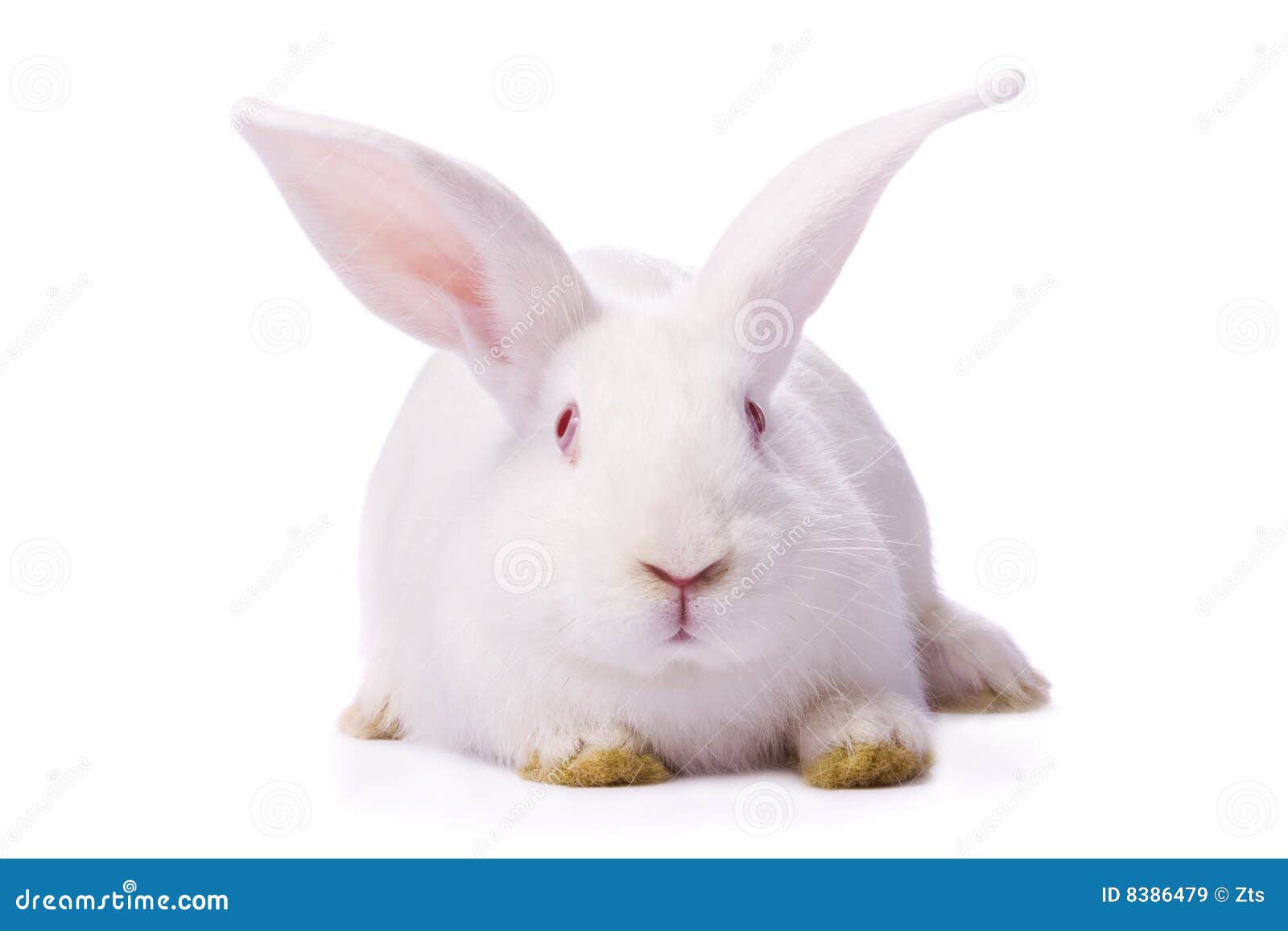 Conejo Blanco Png
