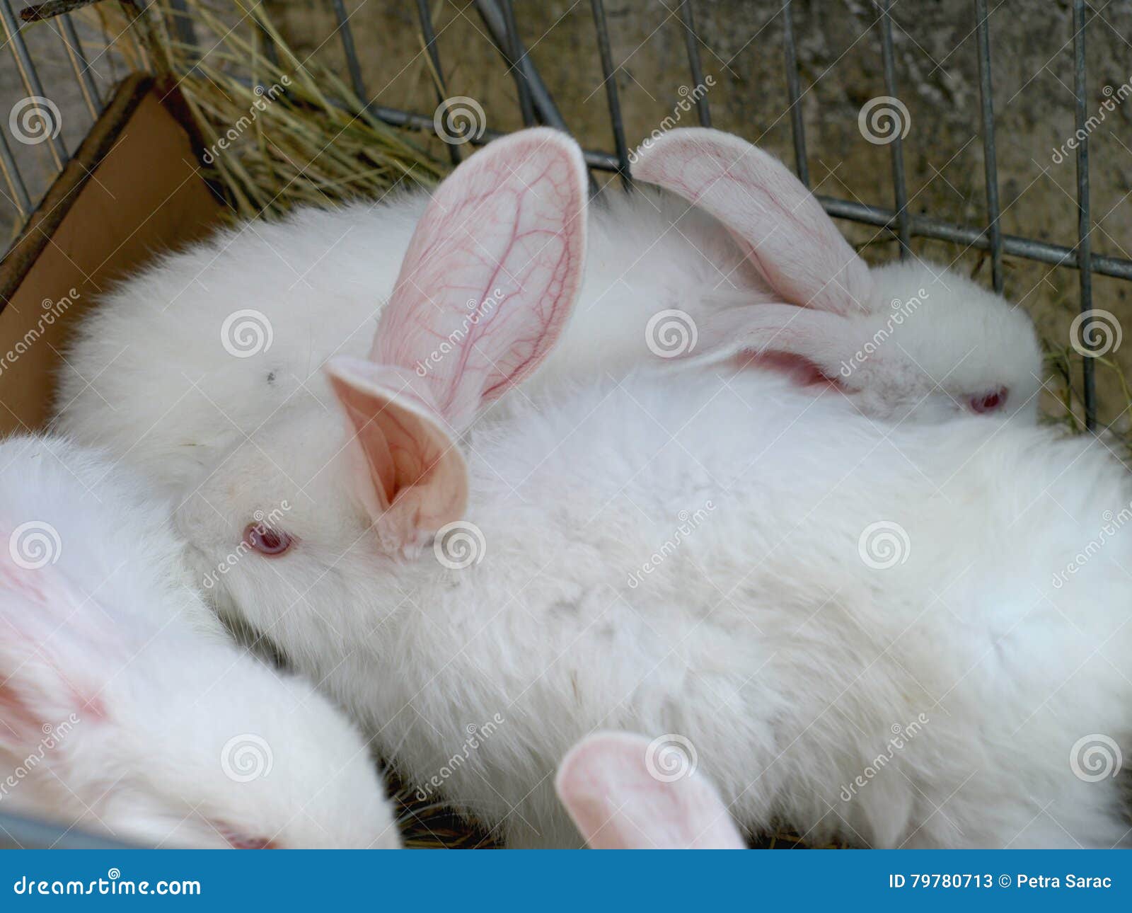 Conejo Blanco Con Los Ojos Rojos Imagen de archivo - Imagen de pelo ...