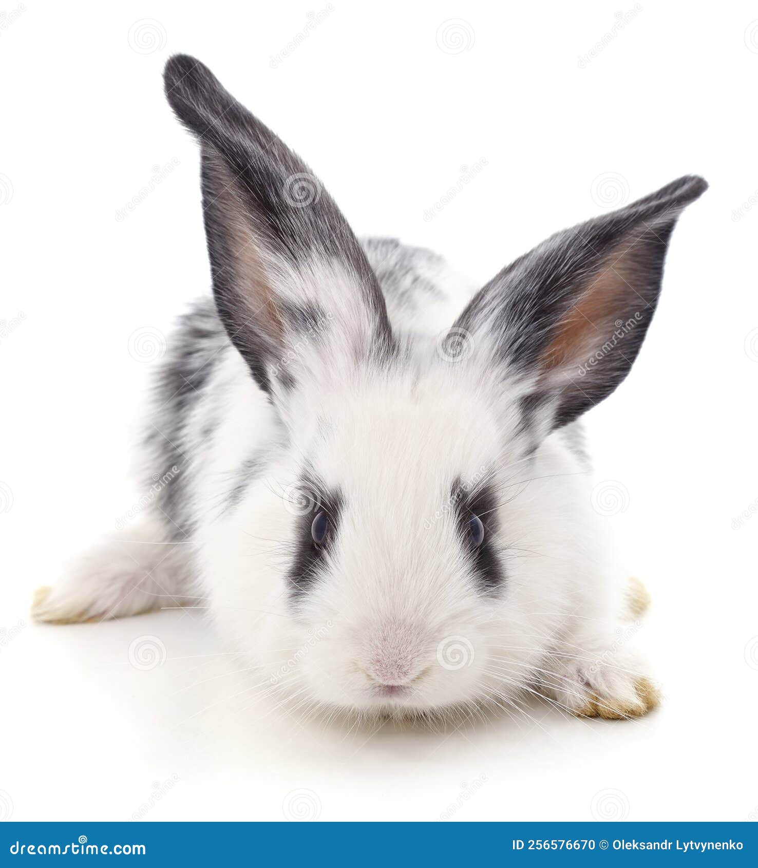 Lista 18+ Foto Conejo Blanco Con Manchas Negras Cena Hermosa