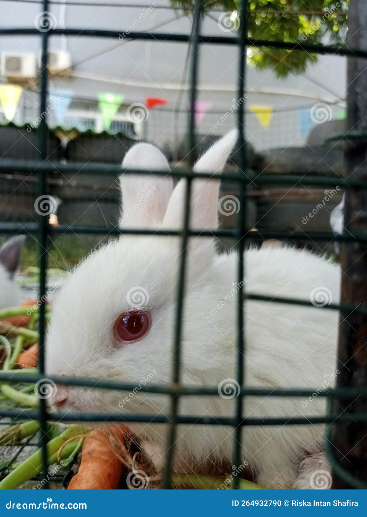 Conejo Blanco Con Ojos Rojos Foto de archivo - Imagen de ojos, rojo ...
