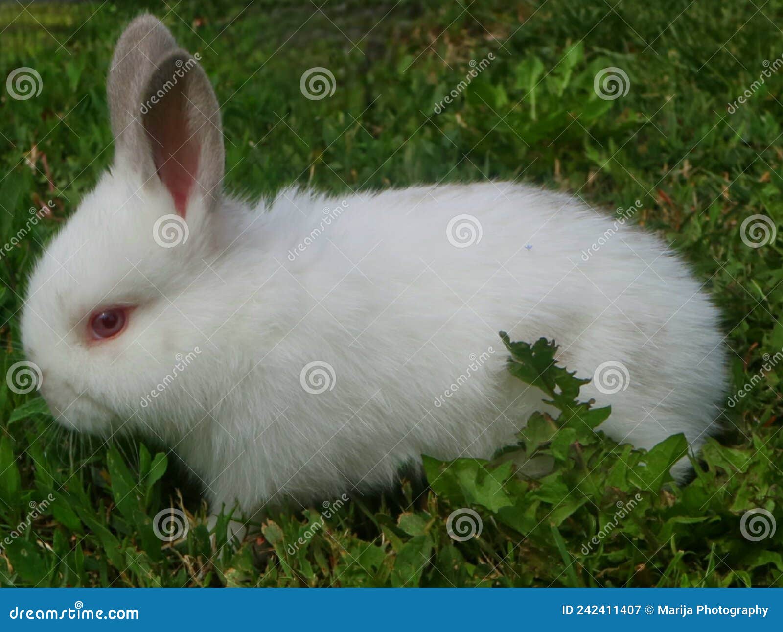 Conejo Blanco Con Ojos Rojos En La Hierba Imagen de archivo - Imagen de ...