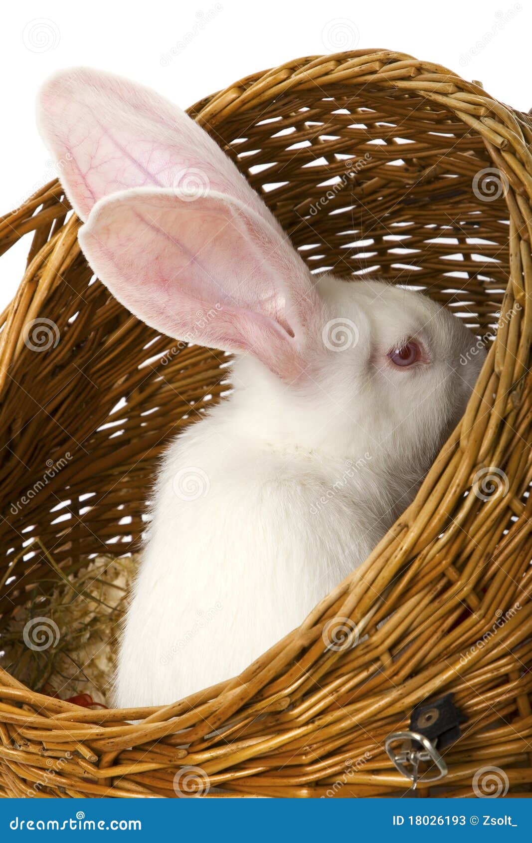 Conejo Blanco Del Albino En Cesta Imagen de archivo - Imagen de mirando ...