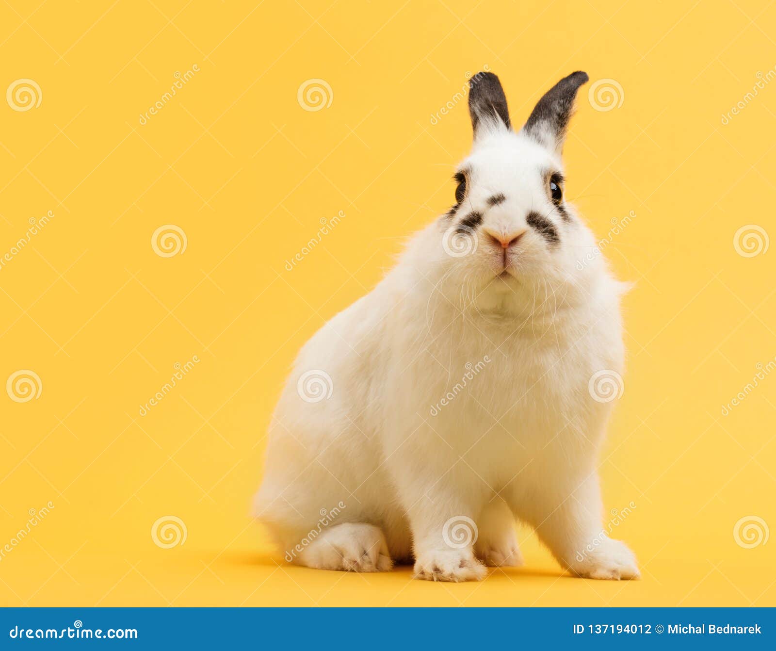 Conejo Blanco En Fondo Amarillo Foto de archivo - Imagen de sentada ...