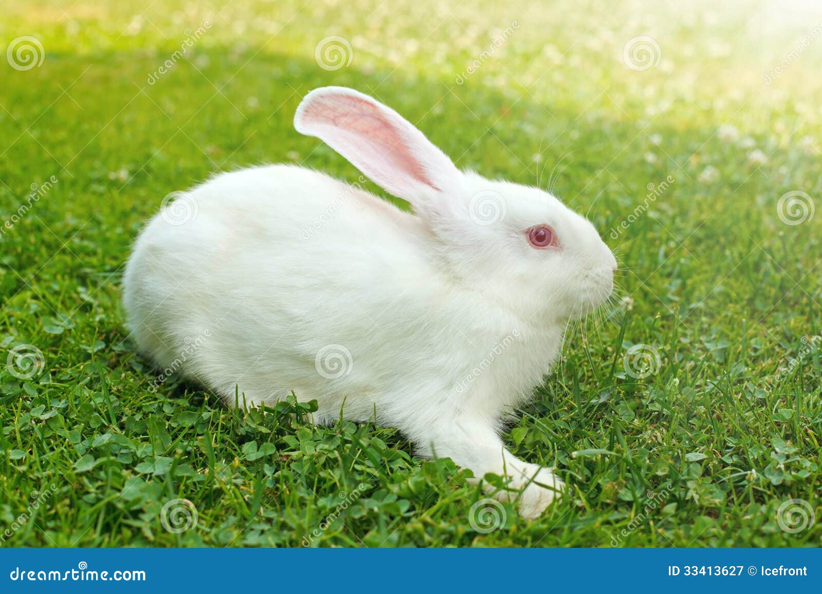 Conejo Blanco En Hierba Verde Imagen de archivo - Imagen de granja ...
