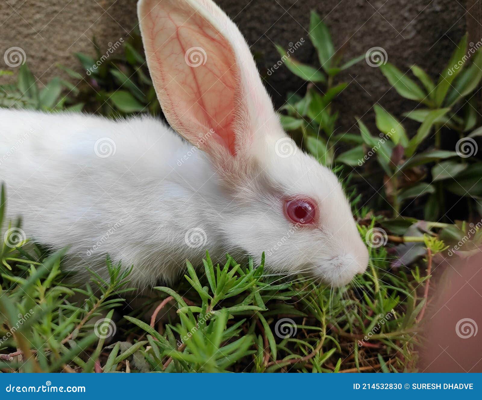 Conejo Blanco Indio Con Ojos Rojos Y Orejas Largas. Foto de archivo ...