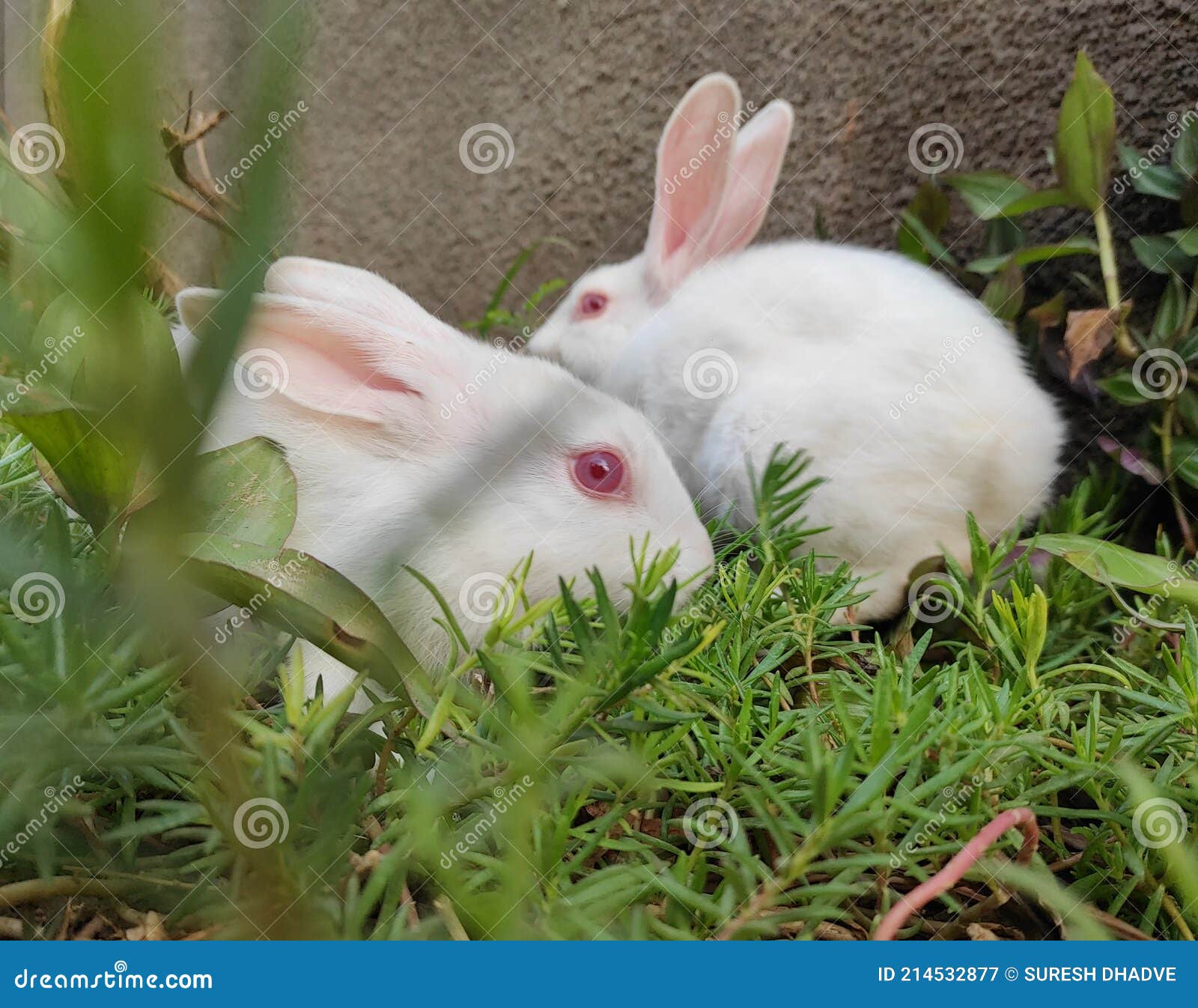 Conejo Blanco Indio Con Ojos Rojos Y Orejas Largas. Imagen de archivo ...