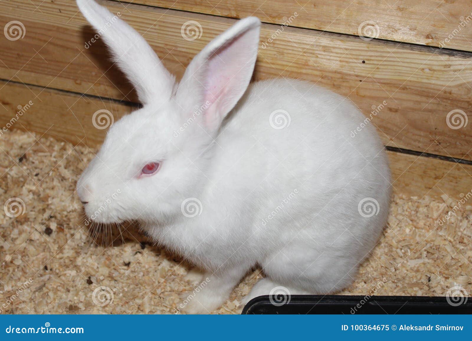 Conejo blanco lindo imagen de archivo. Imagen de conejo - 100364675