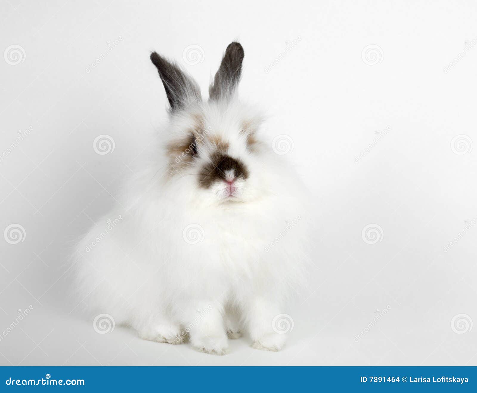 Conejo blanco triste foto de archivo. Imagen de poco, roedor - 7891464
