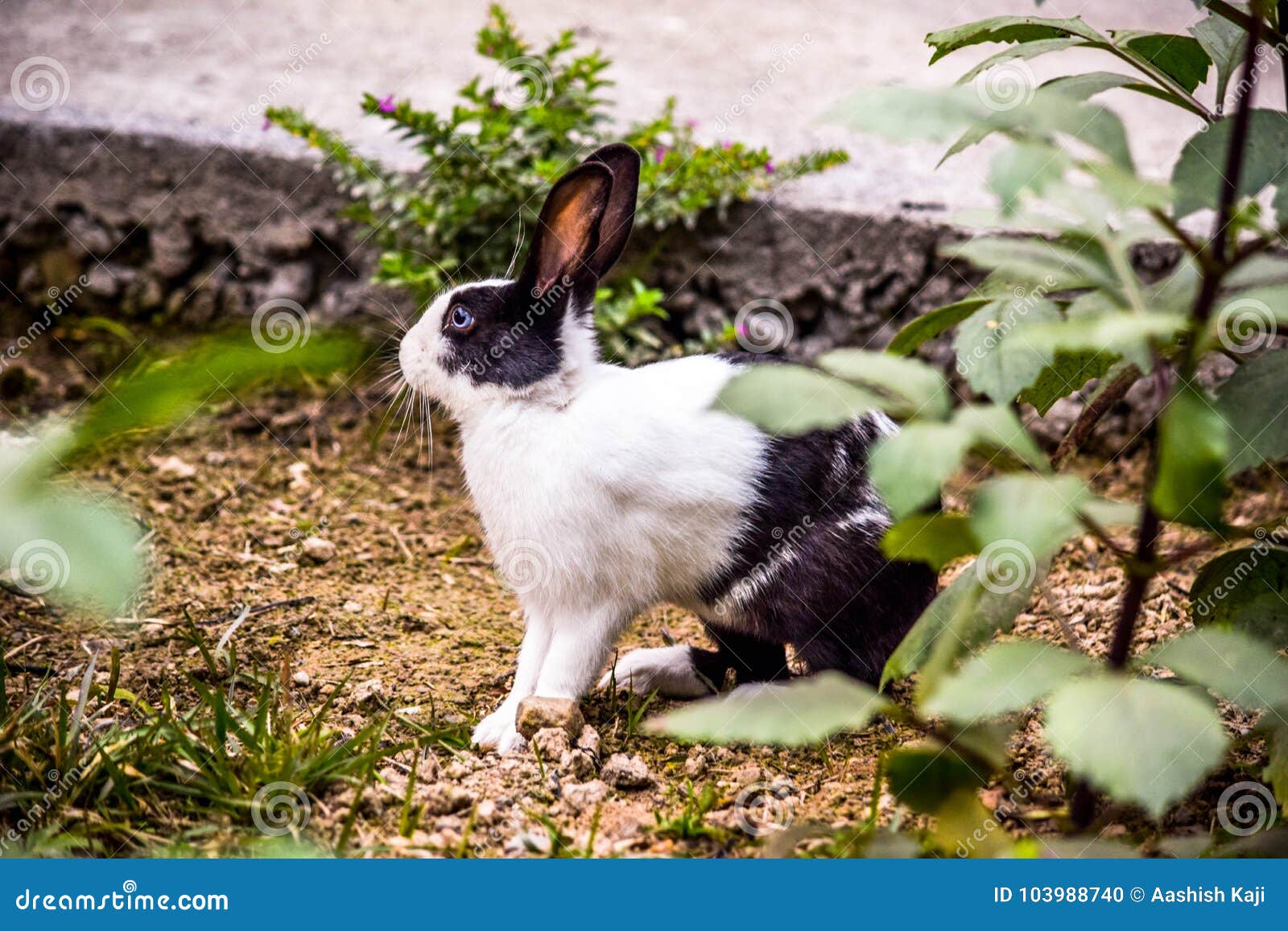 Conejo blanco y negro foto de archivo. Imagen de negro - 103988740