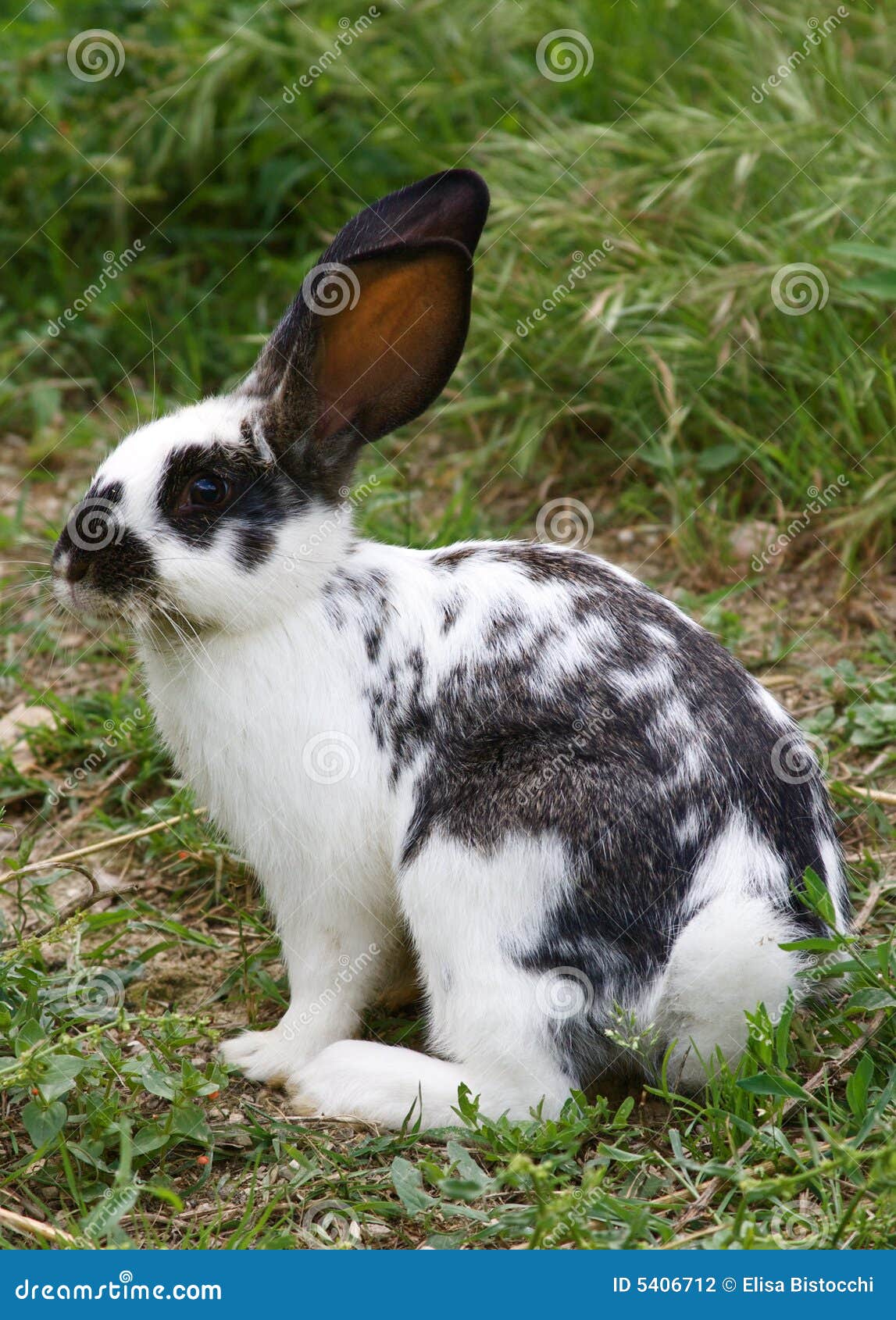 Conejito Blanco Y Negro