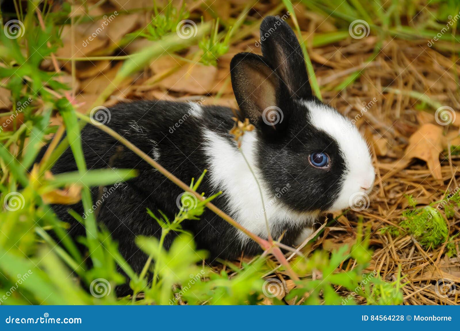 Conejo blanco y negro foto de archivo. Imagen de animal - 84564228