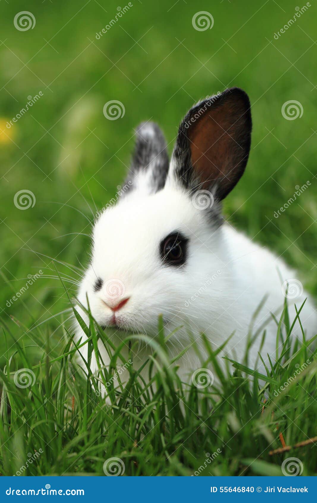 Conejo Blanco Y Negro En La Hierba Foto de archivo - Imagen de ojos ...