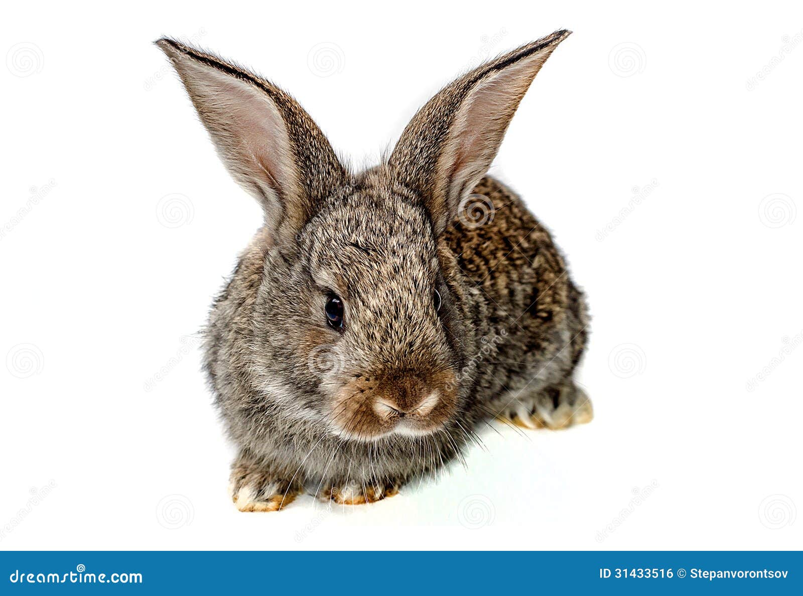 Conejo bonito foto de archivo. Imagen de mascota, tema - 31433516