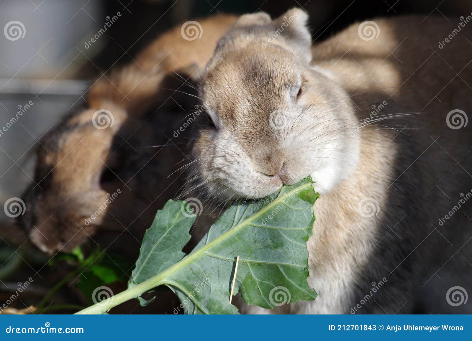 Conejo comer hoja verde imagen de archivo. Imagen de primer - 212701843