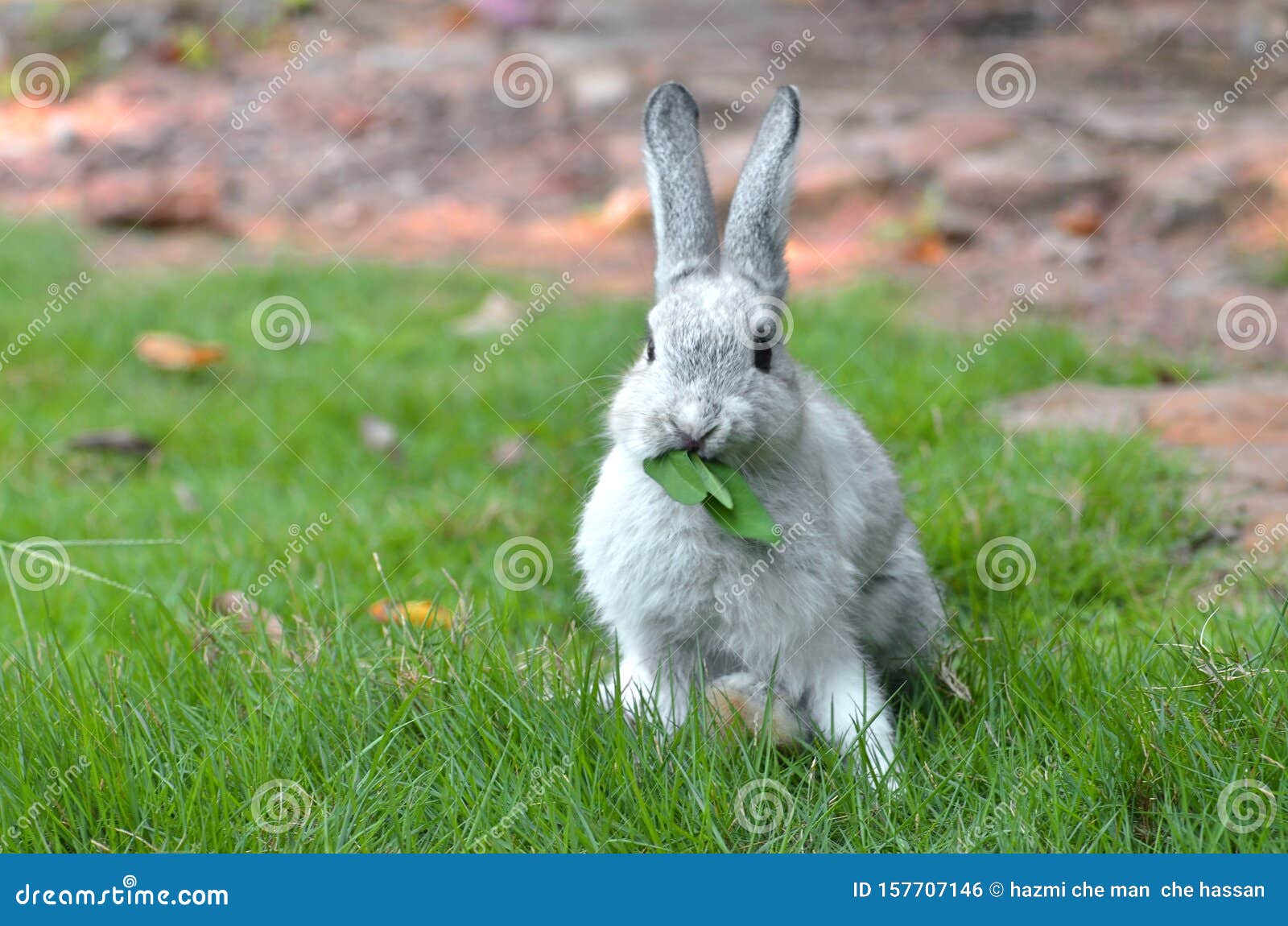 Conejo Comiendo Hoja Verde En El Campo De Hierba Verde Foto de archivo ...