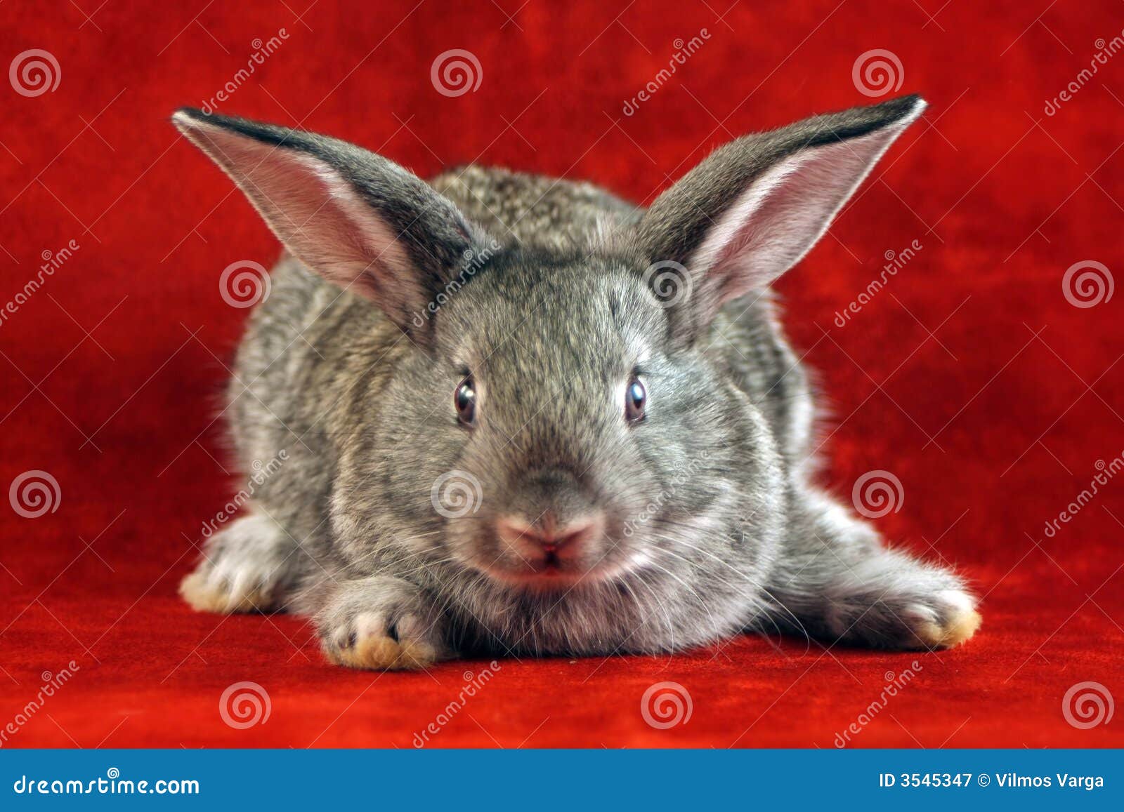 Conejo Con La Cara Asustada Imagen de archivo - Imagen de granja ...