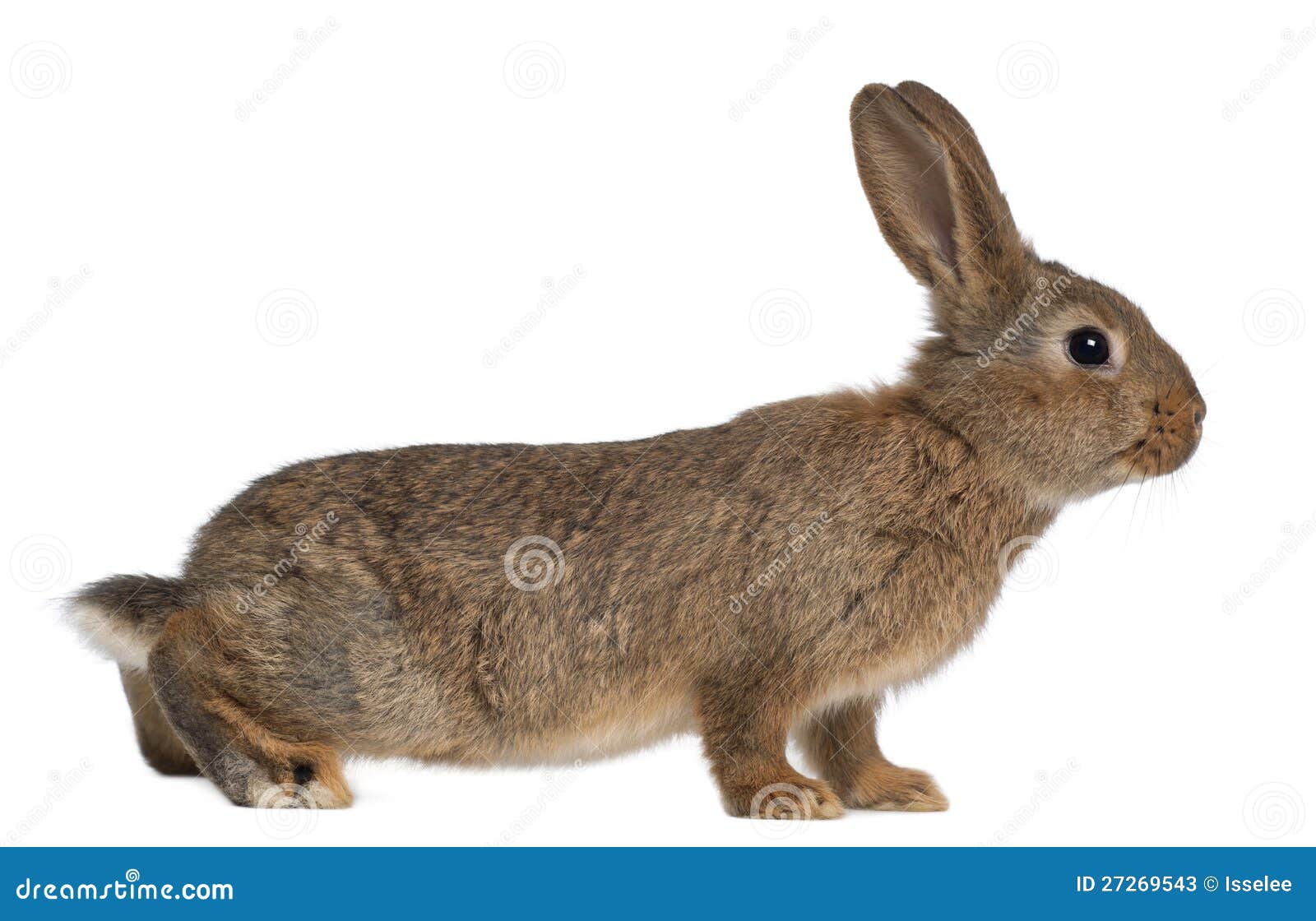 Conejo Contra El Fondo Blanco Imagen de archivo - Imagen de animal ...