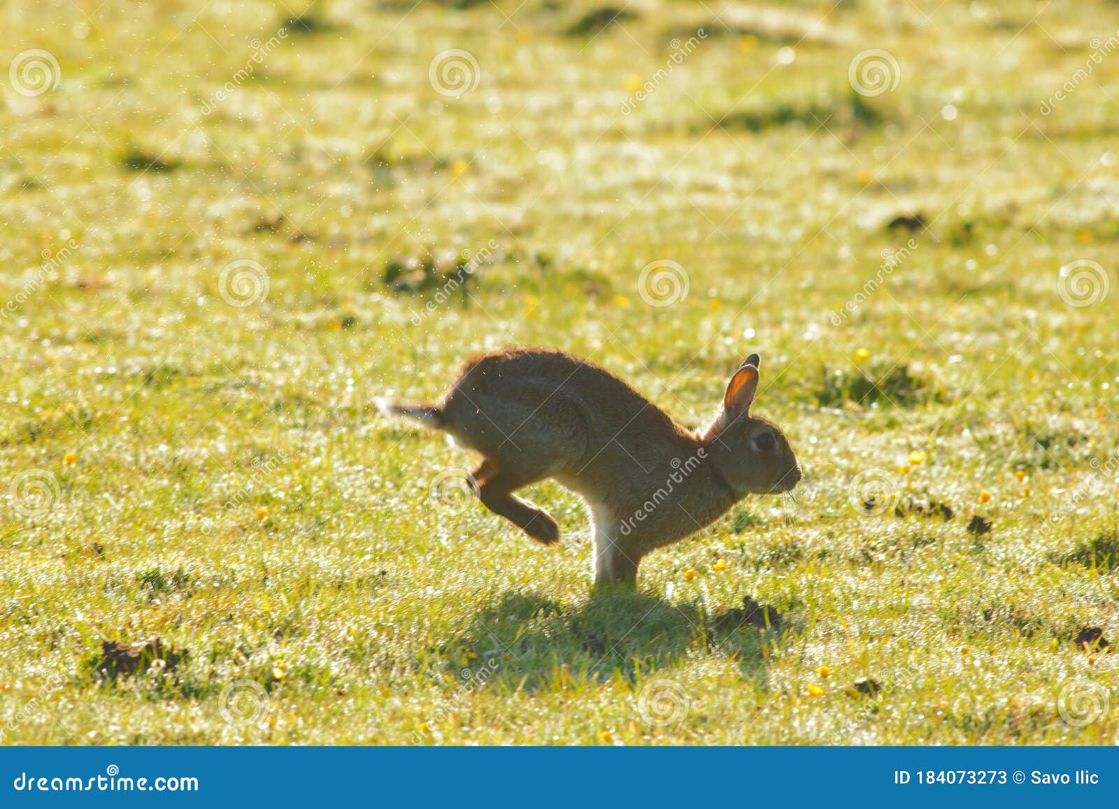 Conejo corriendo en campo imagen de archivo. Imagen de prado - 184073273