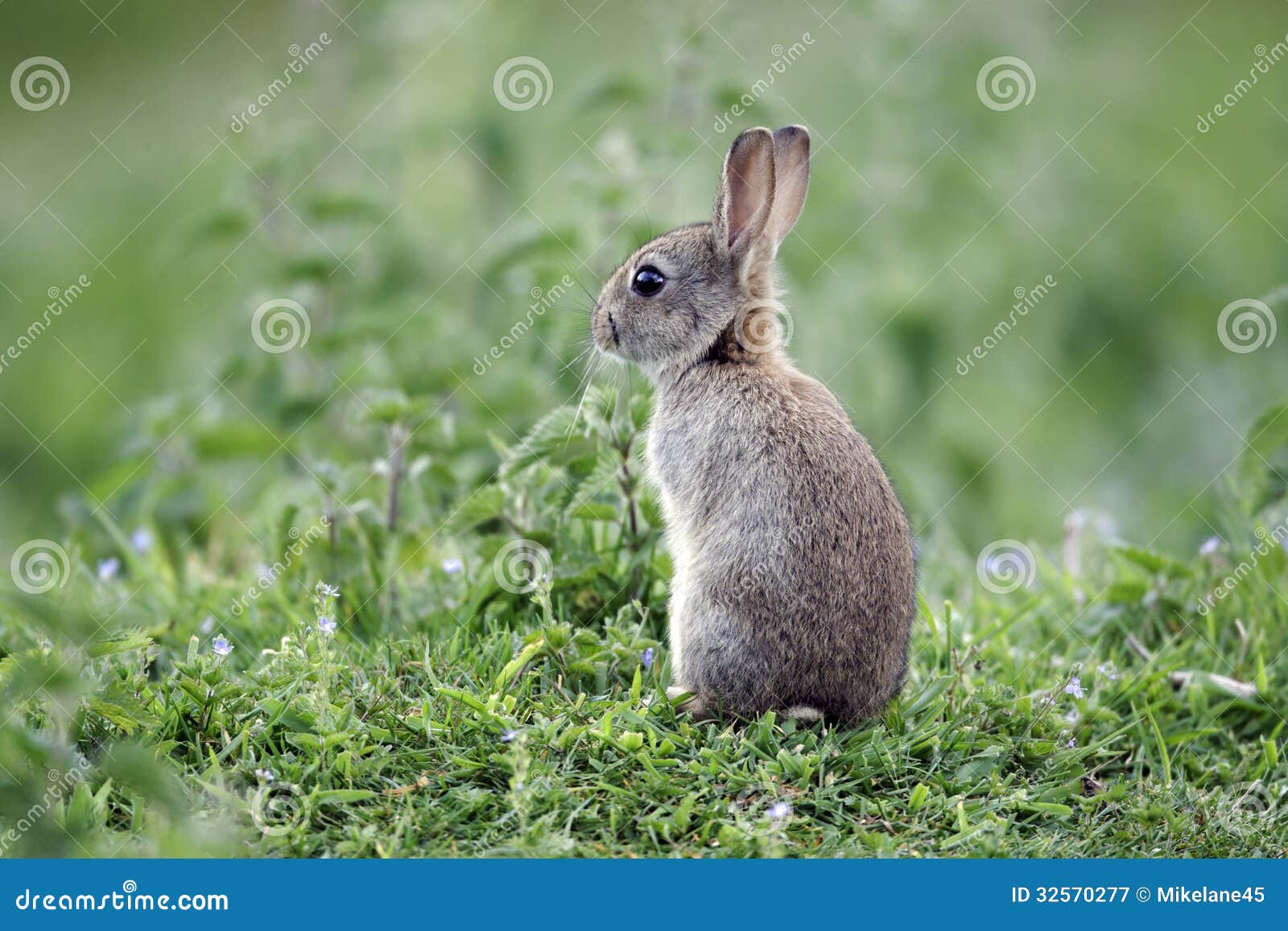 Conejo, Cuniculus Del Oryctolagus Imagen de archivo - Imagen de pista ...