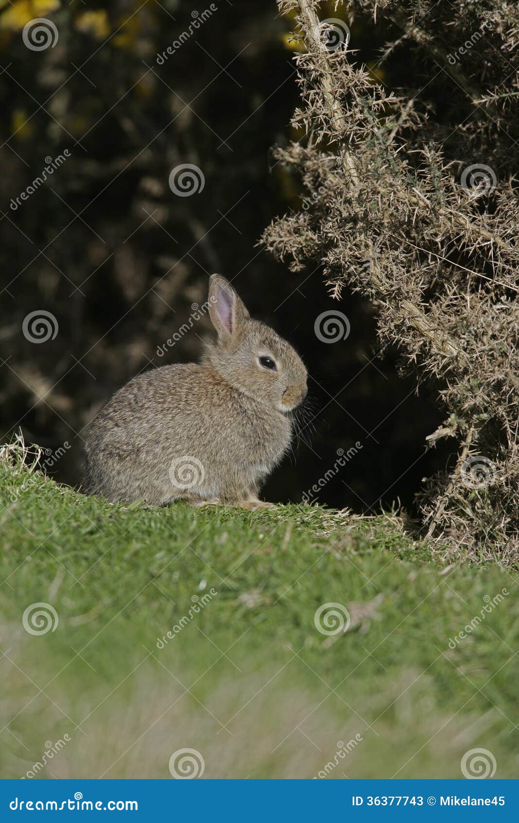 Conejo, Cuniculus Del Oryctolagus Imagen de archivo - Imagen de fauna ...