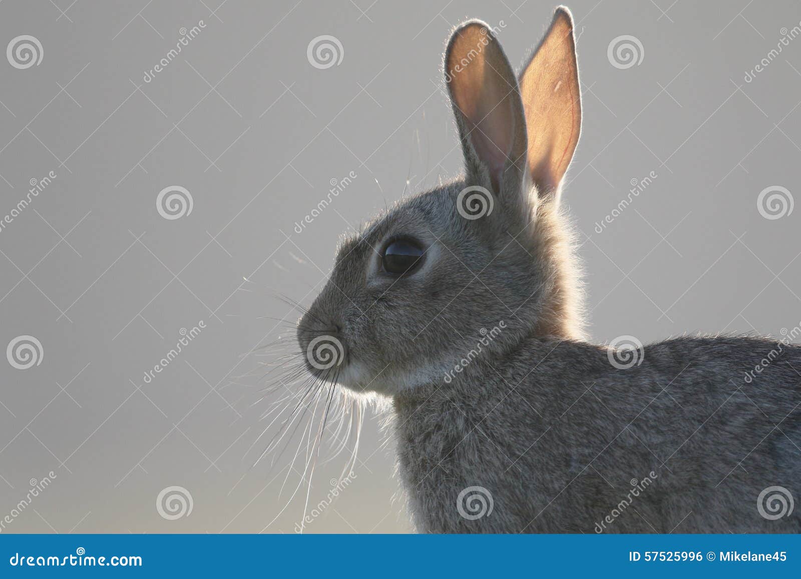 Conejo, Cuniculus Del Oryctolagus Foto de archivo - Imagen de liebres ...