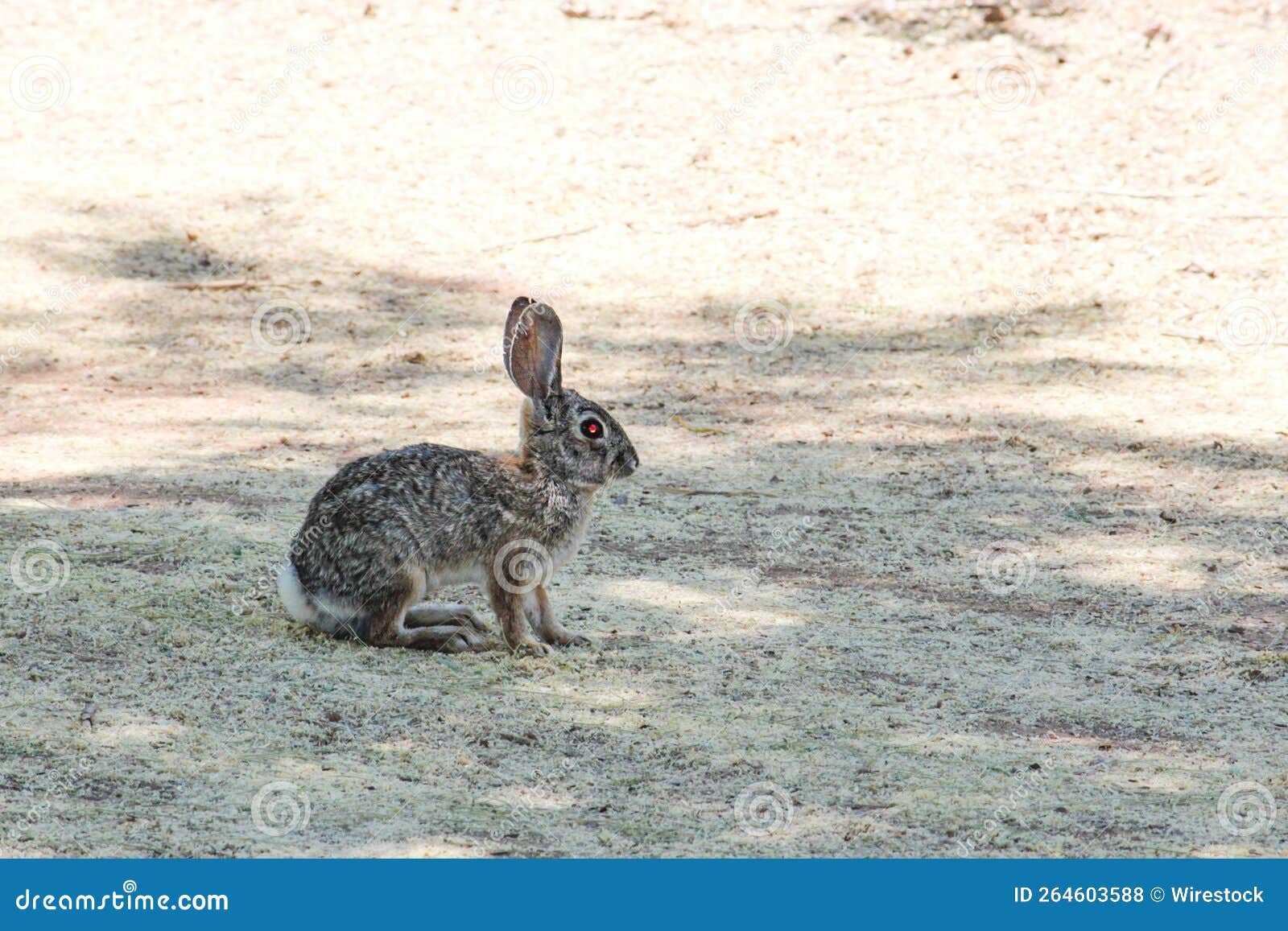 Conejo De Cola De Cottontail En El Suelo Foto de archivo - Imagen de ...