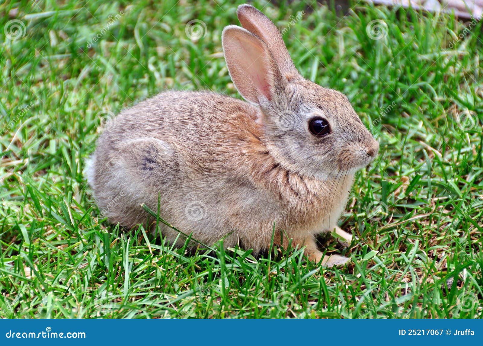 Conejo de conejito imagen de archivo. Imagen de peter - 25217067