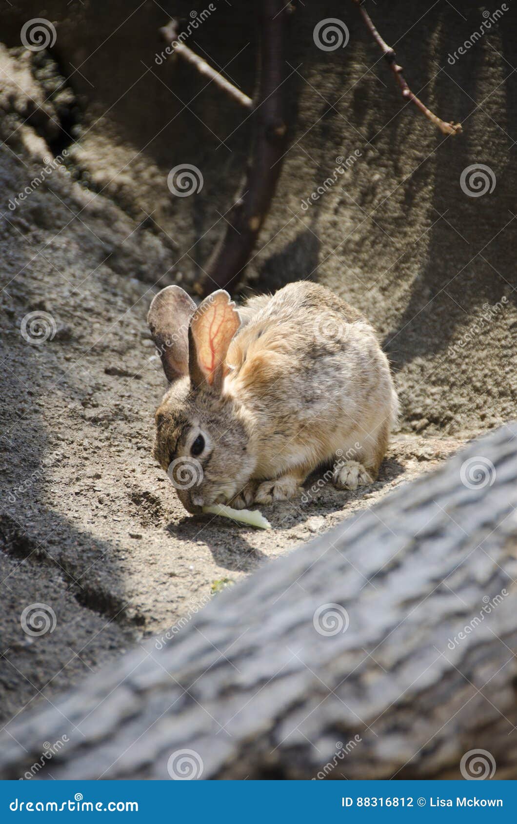 Conejo De Conejo De Rabo Blanco Del Desierto Foto de archivo - Imagen ...