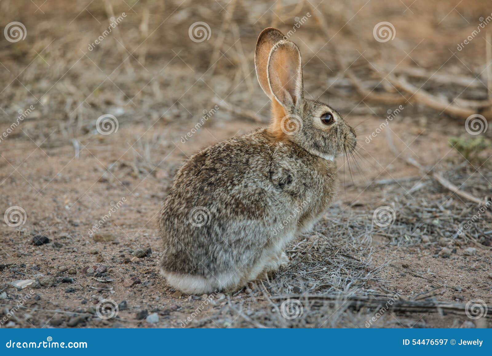 Conejo De La Cola Del Algodón Imagen de archivo - Imagen de tierra ...