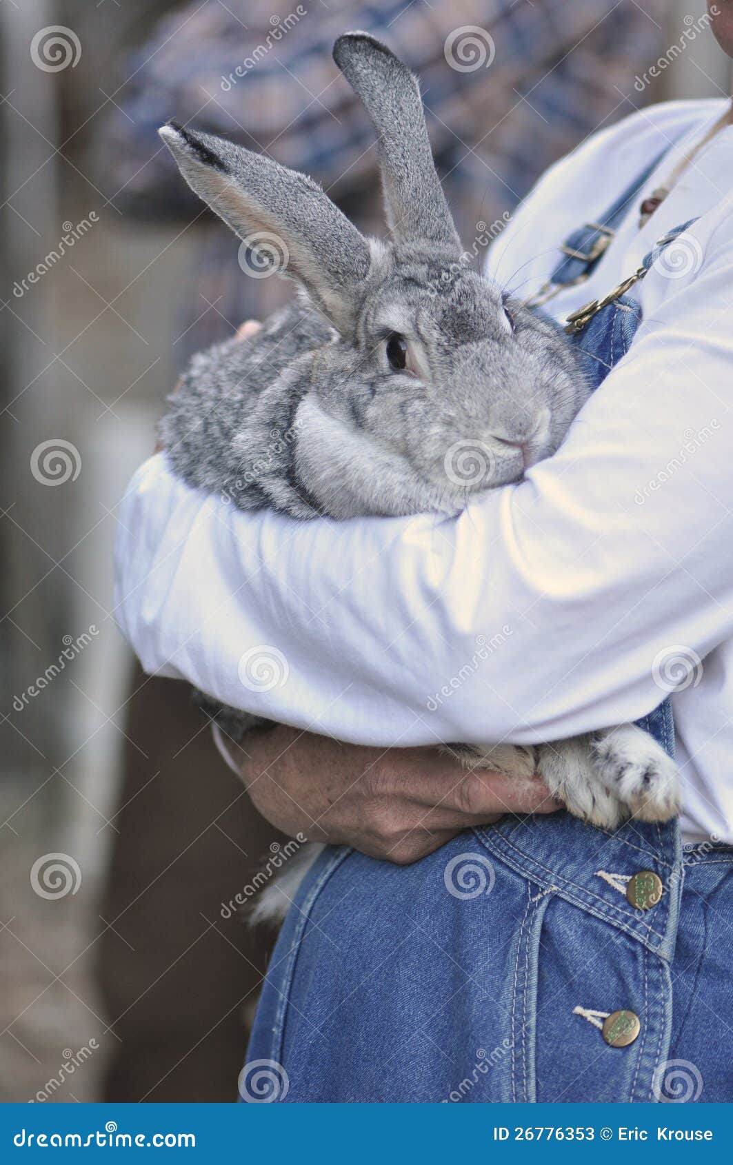 Conejo de la granja imagen de archivo. Imagen de pascua - 26776353