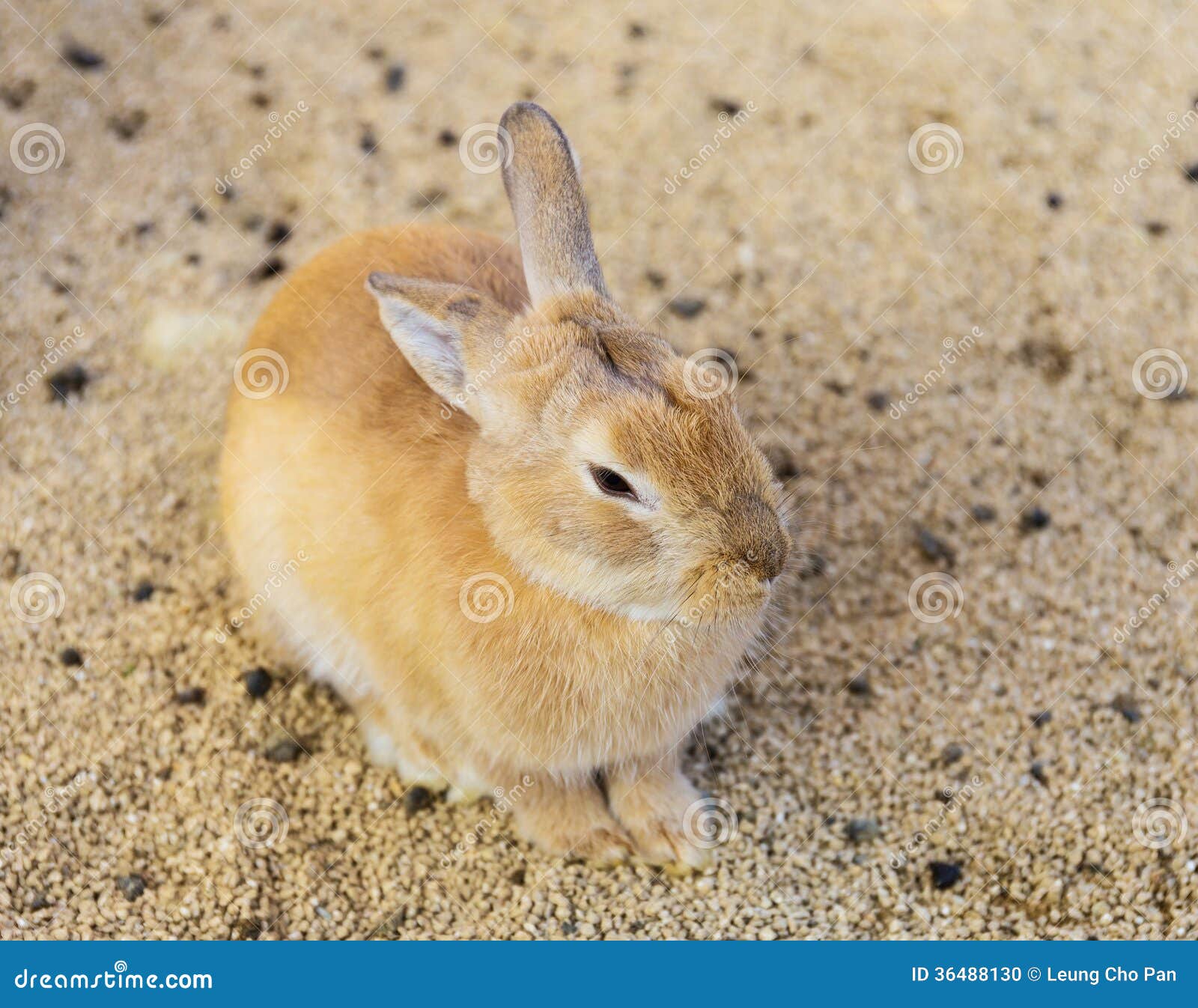 Conejo de la granja foto de archivo. Imagen de piel, dulce - 36488130