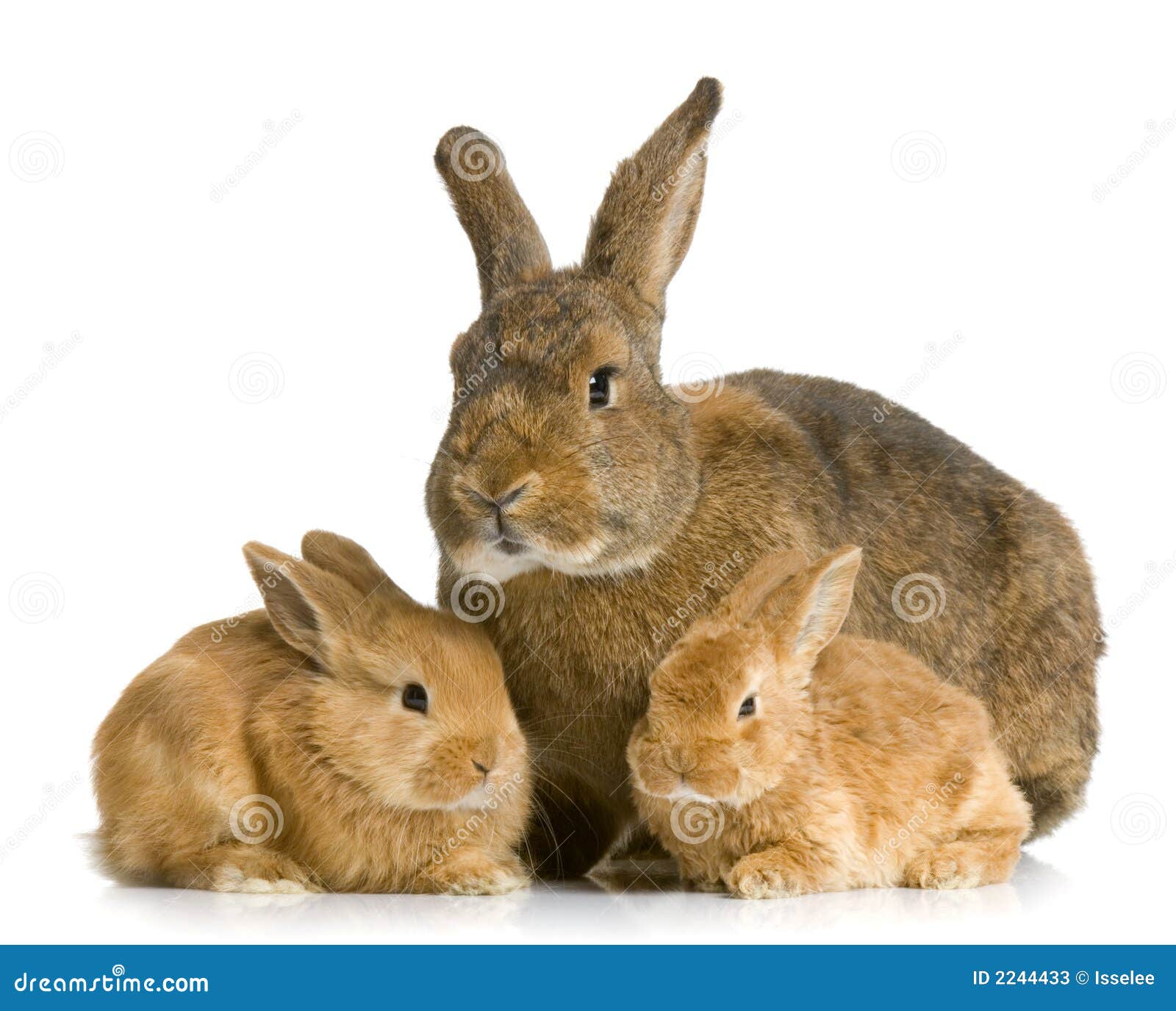 Conejo de la madre imagen de archivo. Imagen de familia - 2244433