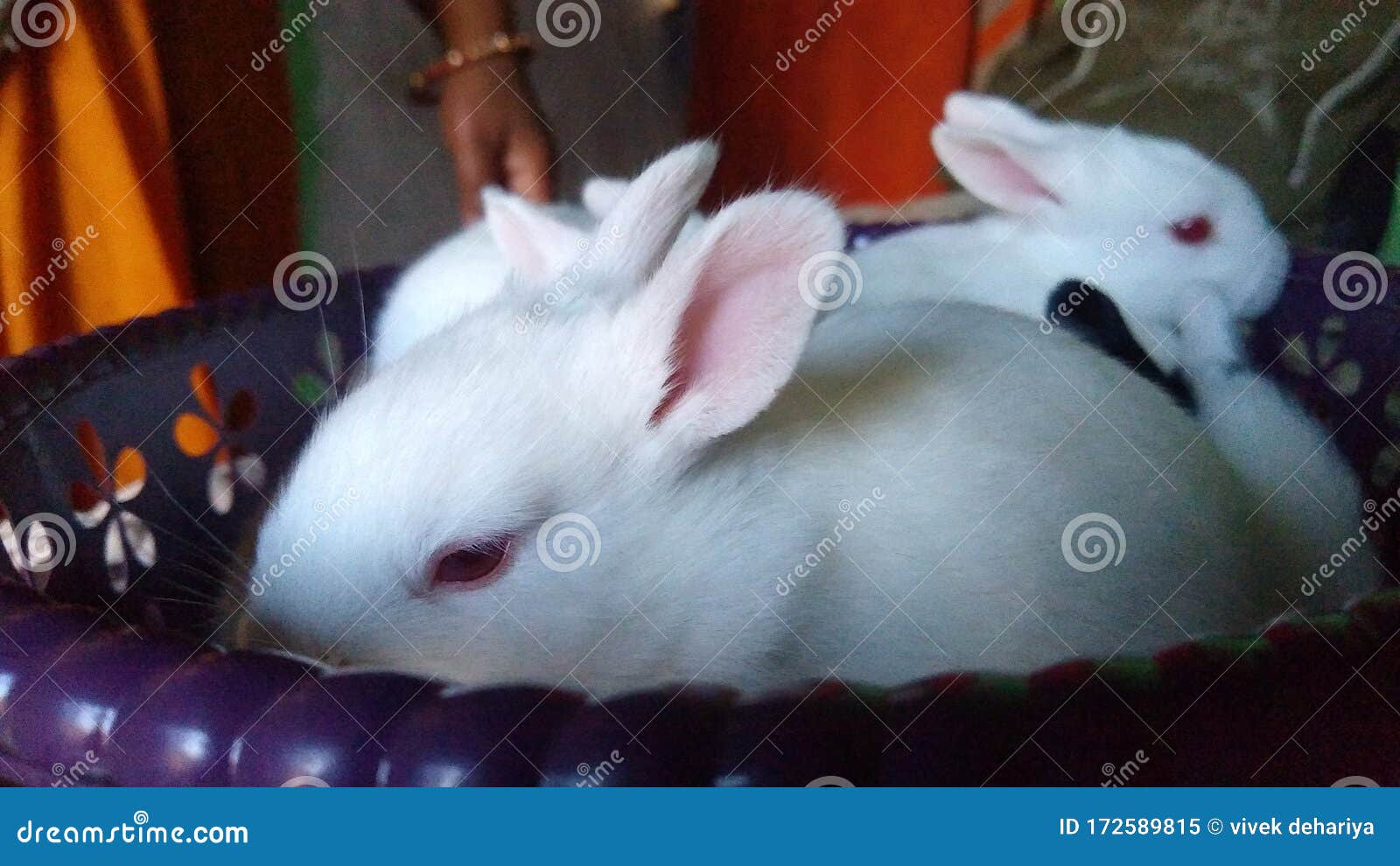 Conejo De Ojos Rojos Con Pelo Largo Imagen de archivo - Imagen de color ...