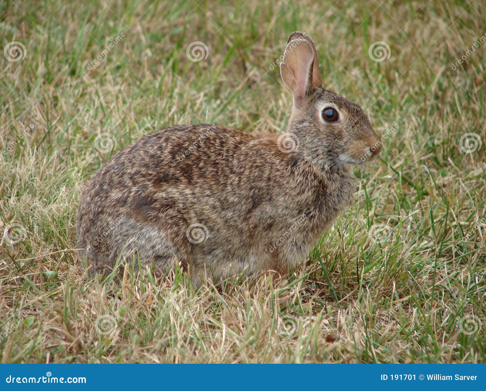 Conejo de rabo blanco imagen de archivo. Imagen de granja - 191701