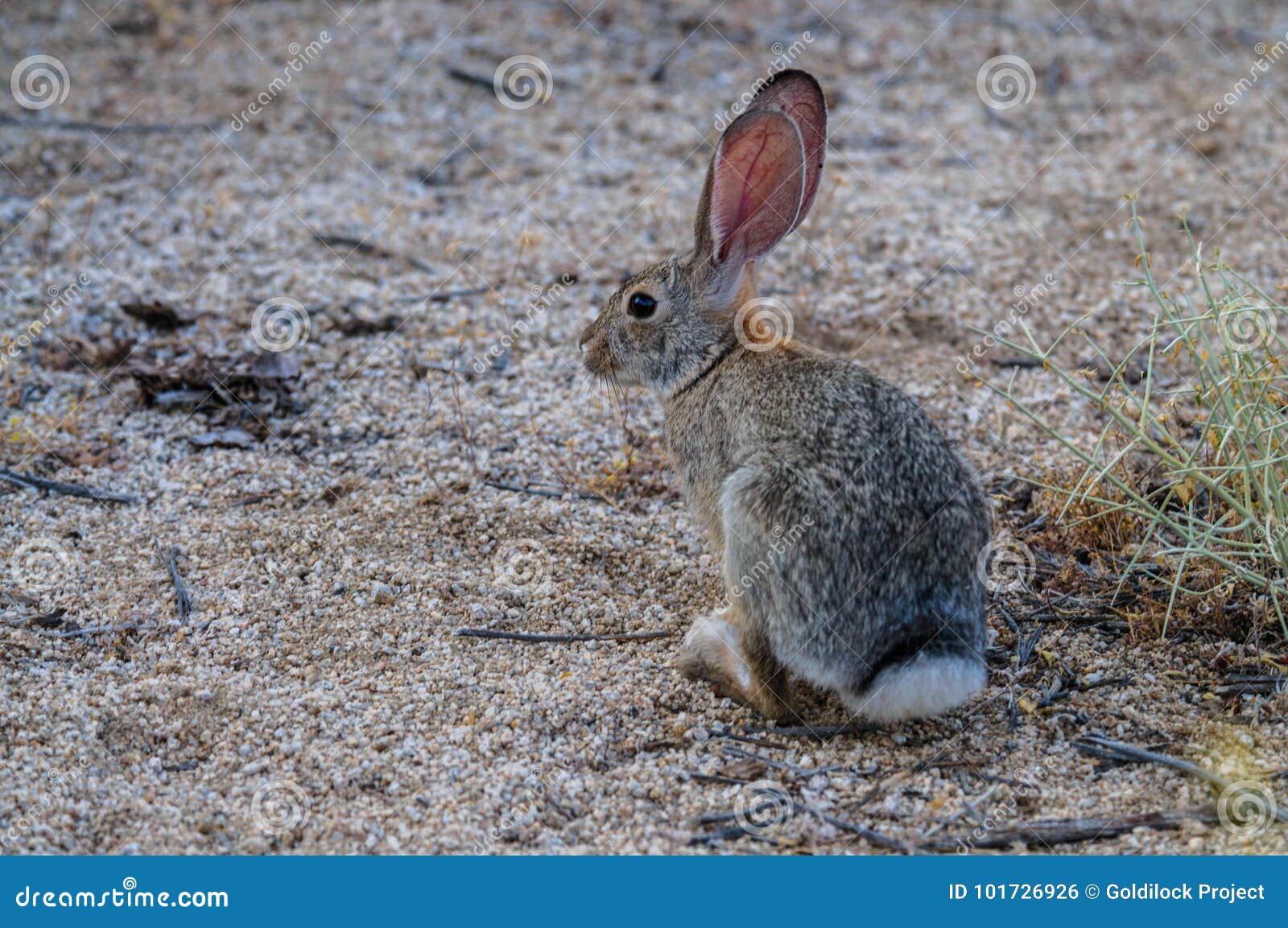 Conejo De Conejo De Rabo Blanco Del Desierto Foto de archivo - Imagen ...