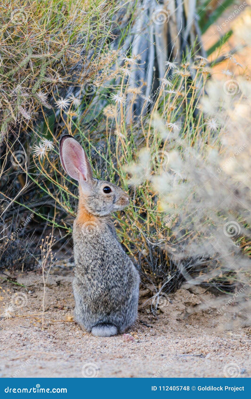 Conejo De Conejo De Rabo Blanco Del Desierto Foto de archivo - Imagen ...