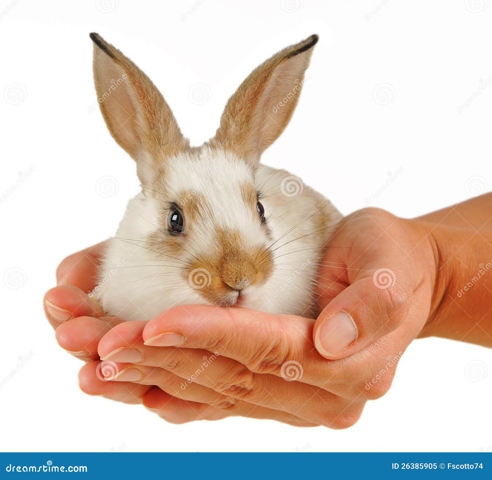 Conejo del bebé en manos imagen de archivo. Imagen de nariz - 26385905