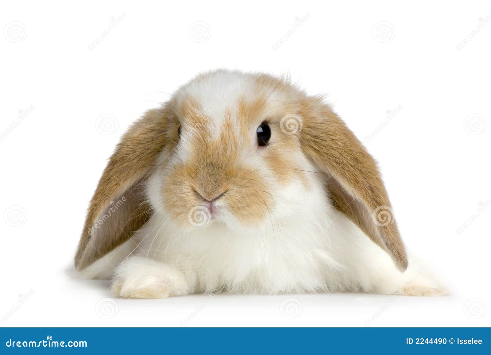 Conejo del Lop foto de archivo. Imagen de conejito, lindo - 2244490