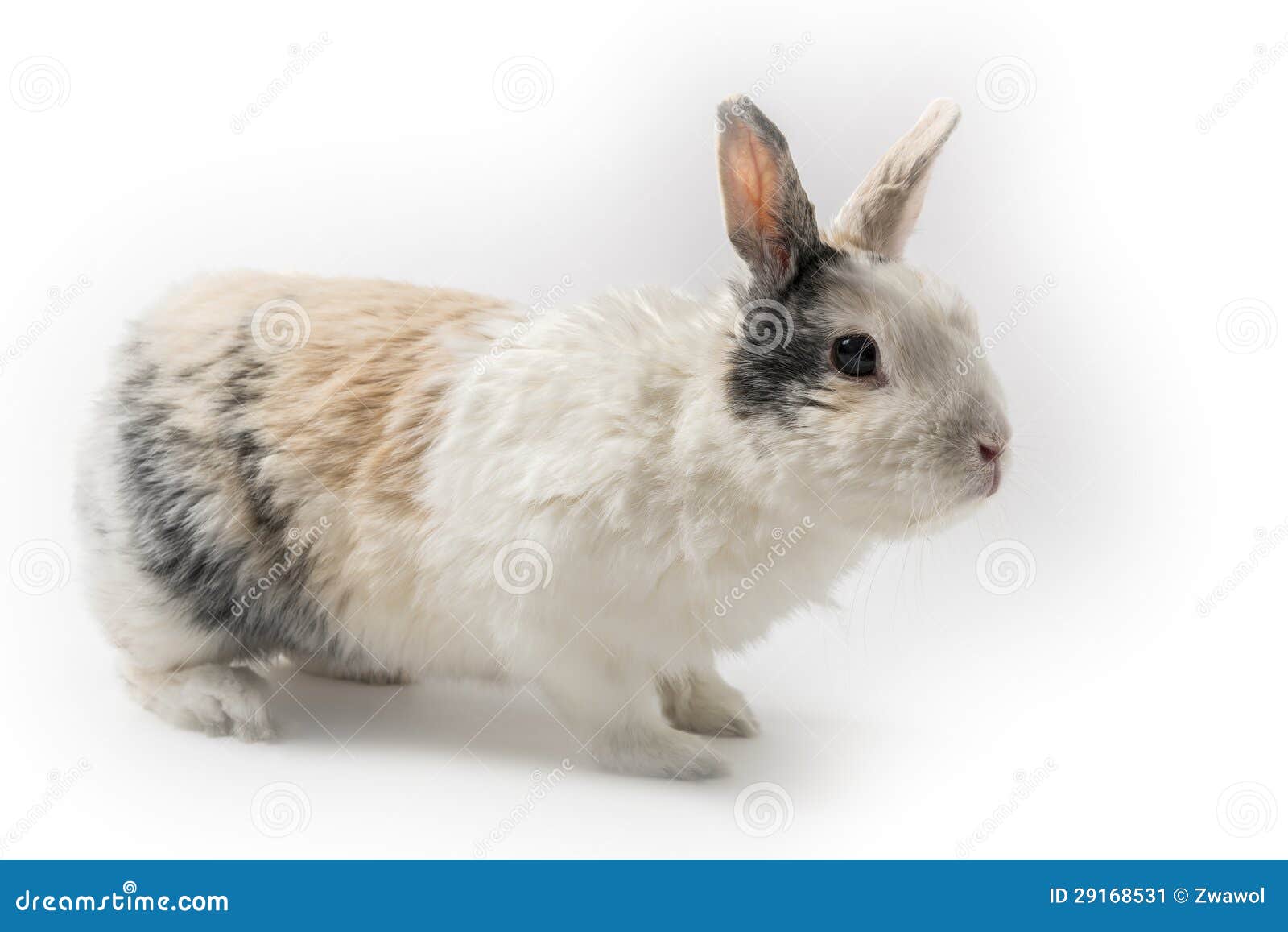 Conejo en el fondo blanco imagen de archivo. Imagen de fondo - 29168531