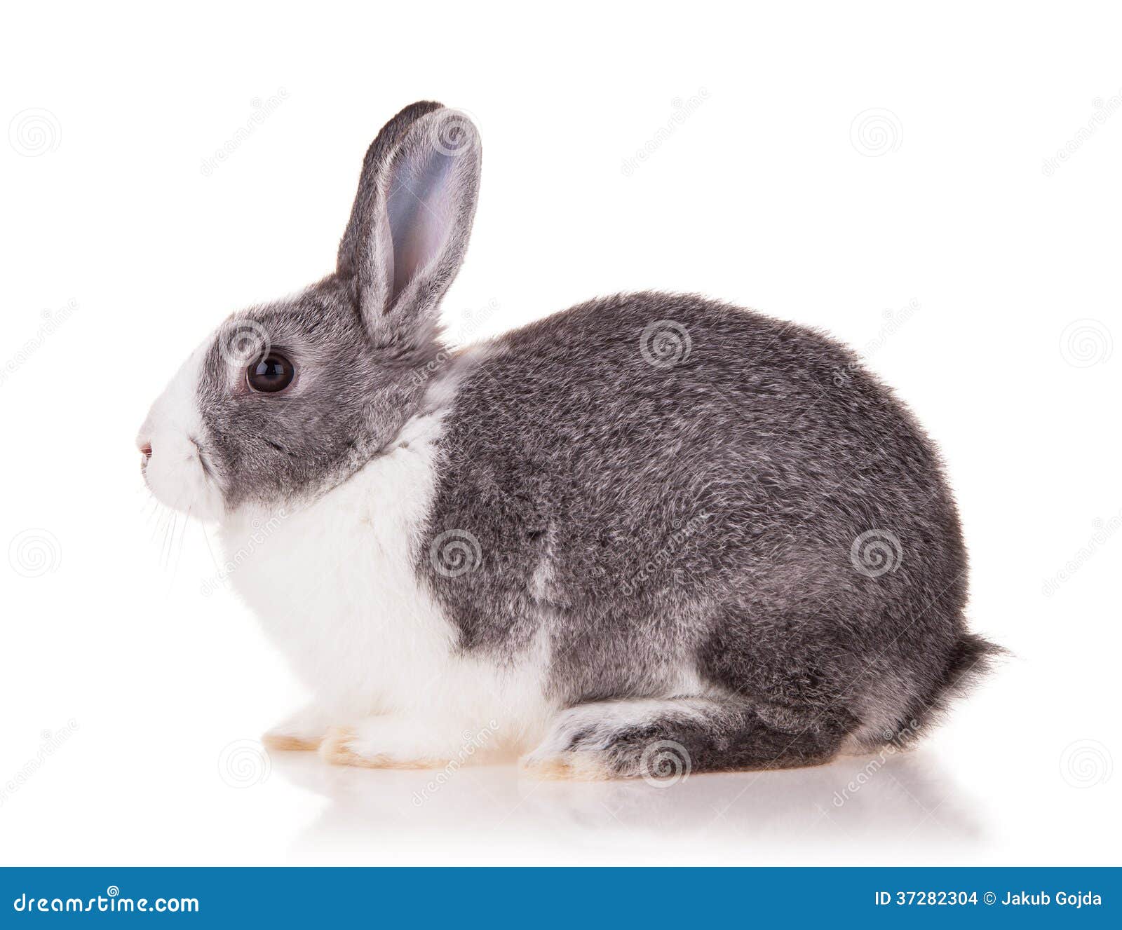 Conejo en el fondo blanco foto de archivo. Imagen de agricultura - 37282304