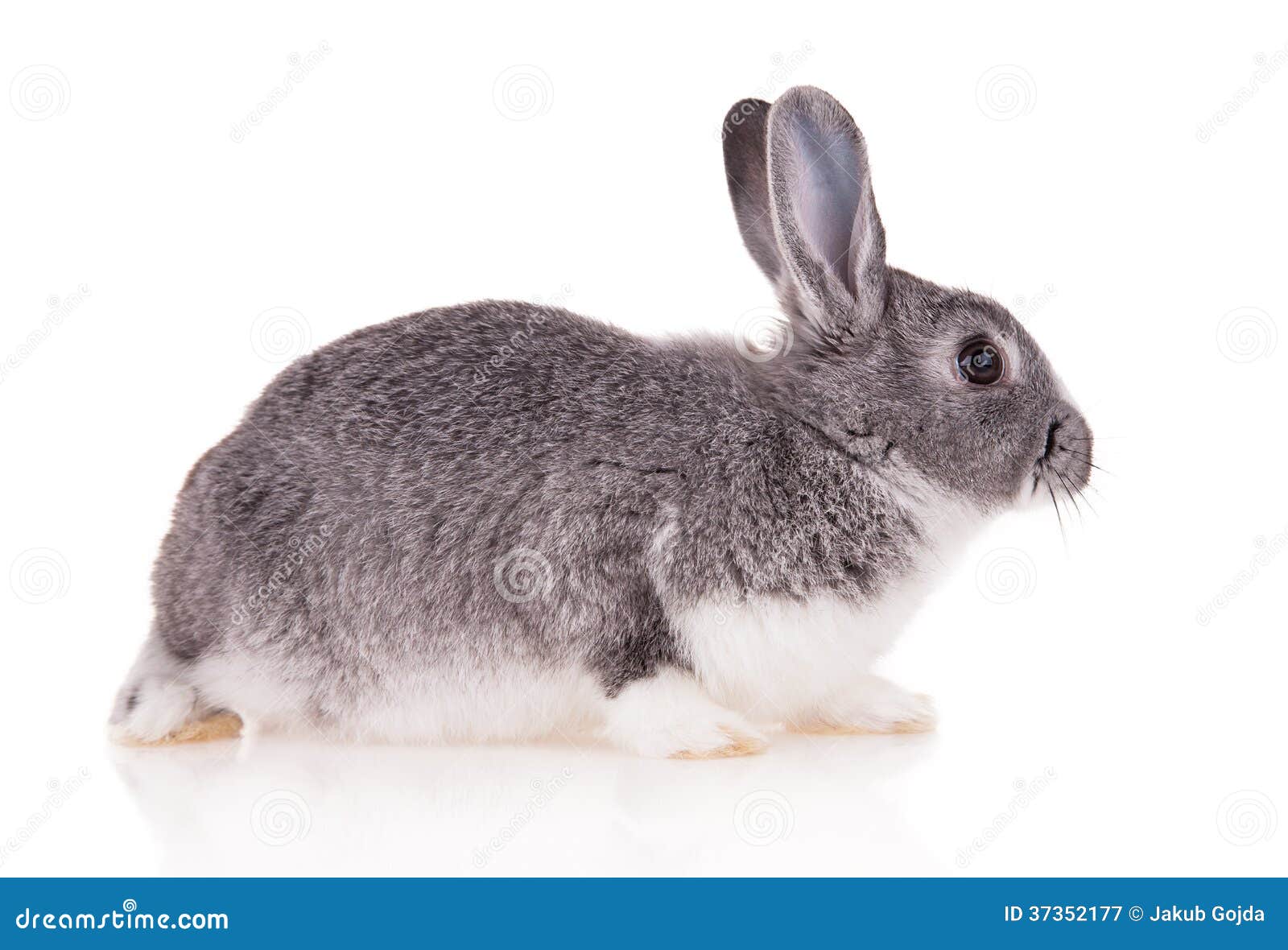 Conejo en el fondo blanco imagen de archivo. Imagen de estudio - 37352177