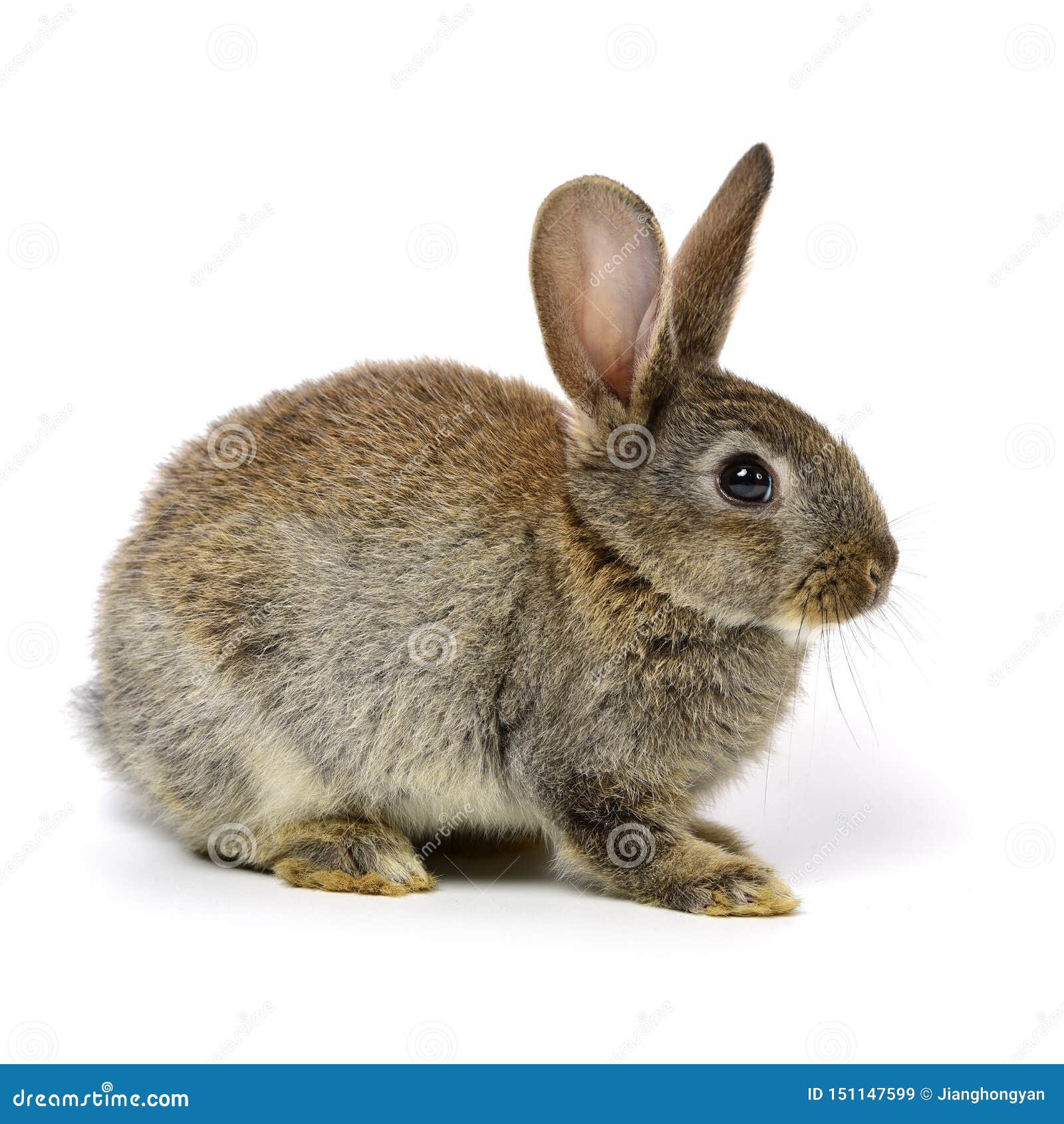 Conejo en el fondo blanco imagen de archivo. Imagen de conejito - 151147599
