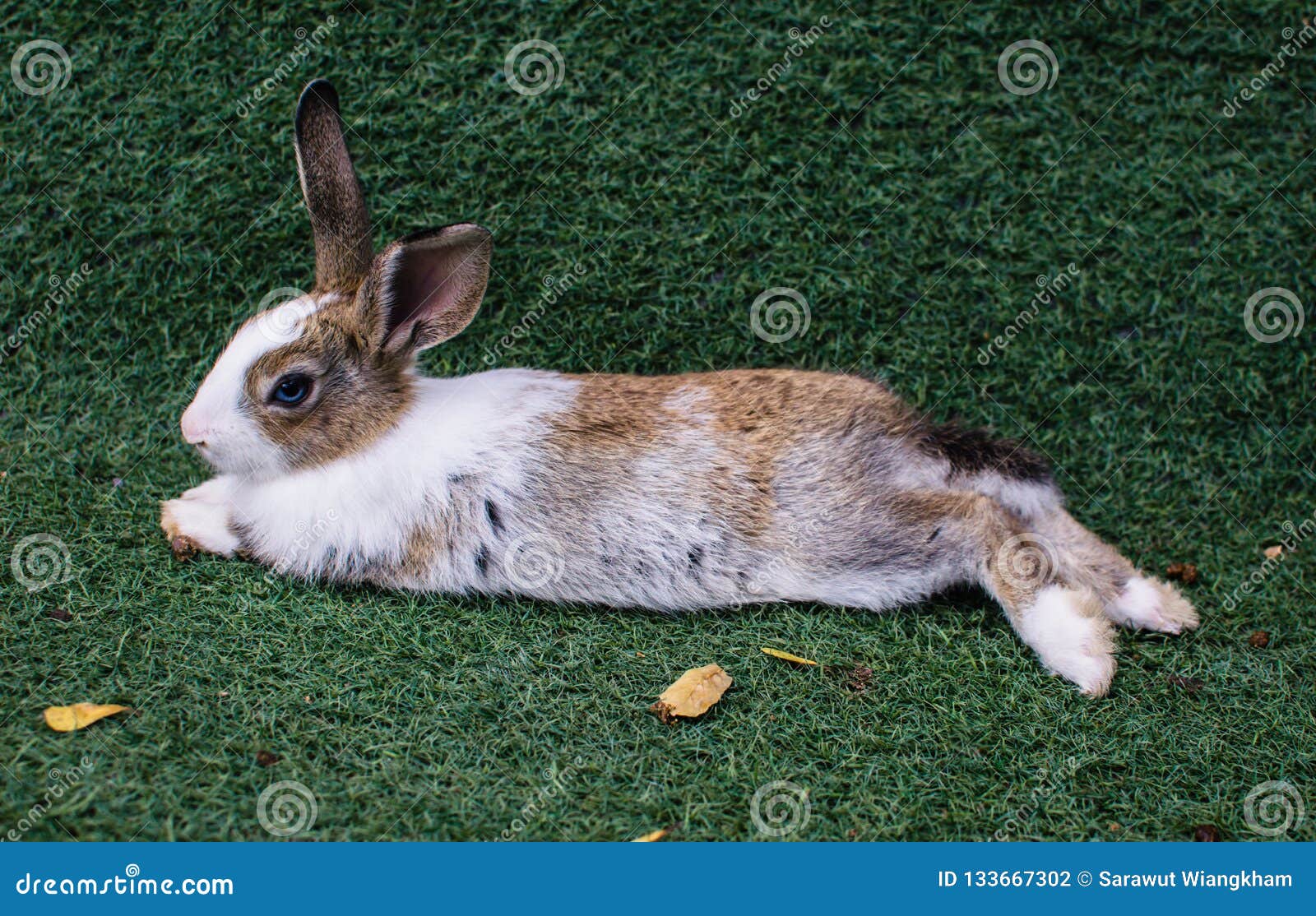 Conejo en granja foto de archivo. Imagen de mullido - 133667302